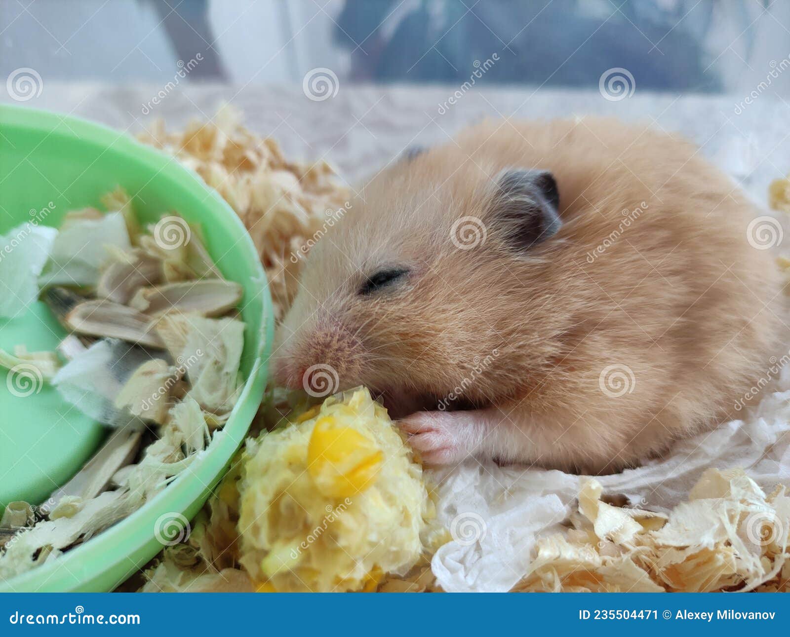 Syrian hamster eating corn stock image. Image of brown - 235504471