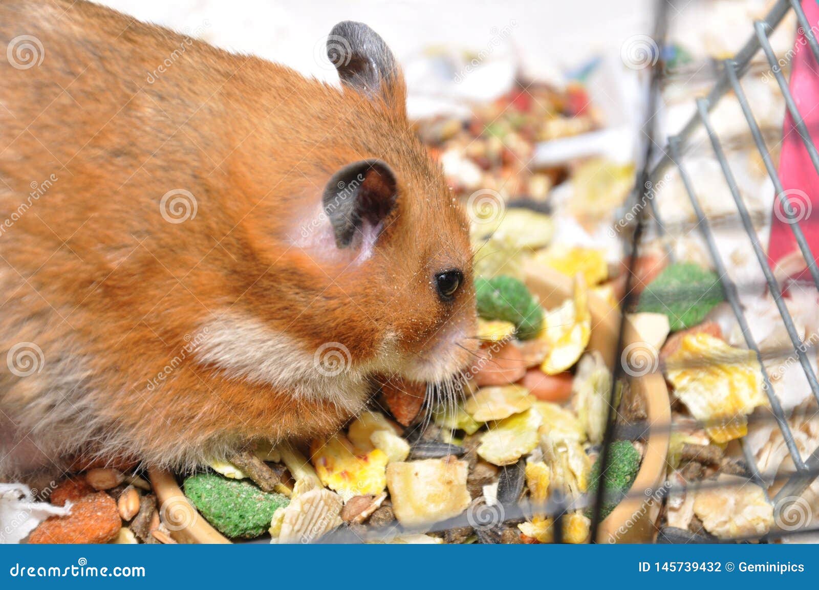 Syrian Hamster eating stock photo. Image of syrian, rodent - 145739432