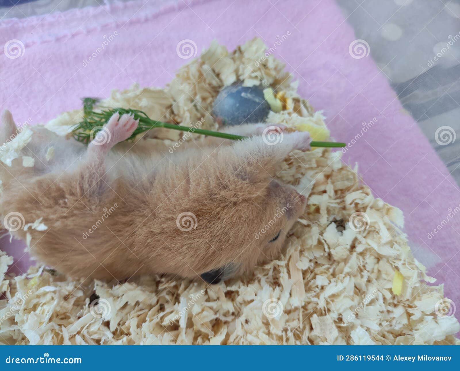 Syrian Hamster Eats Dill and Lies on Its Back Stock Photo - Image of ...
