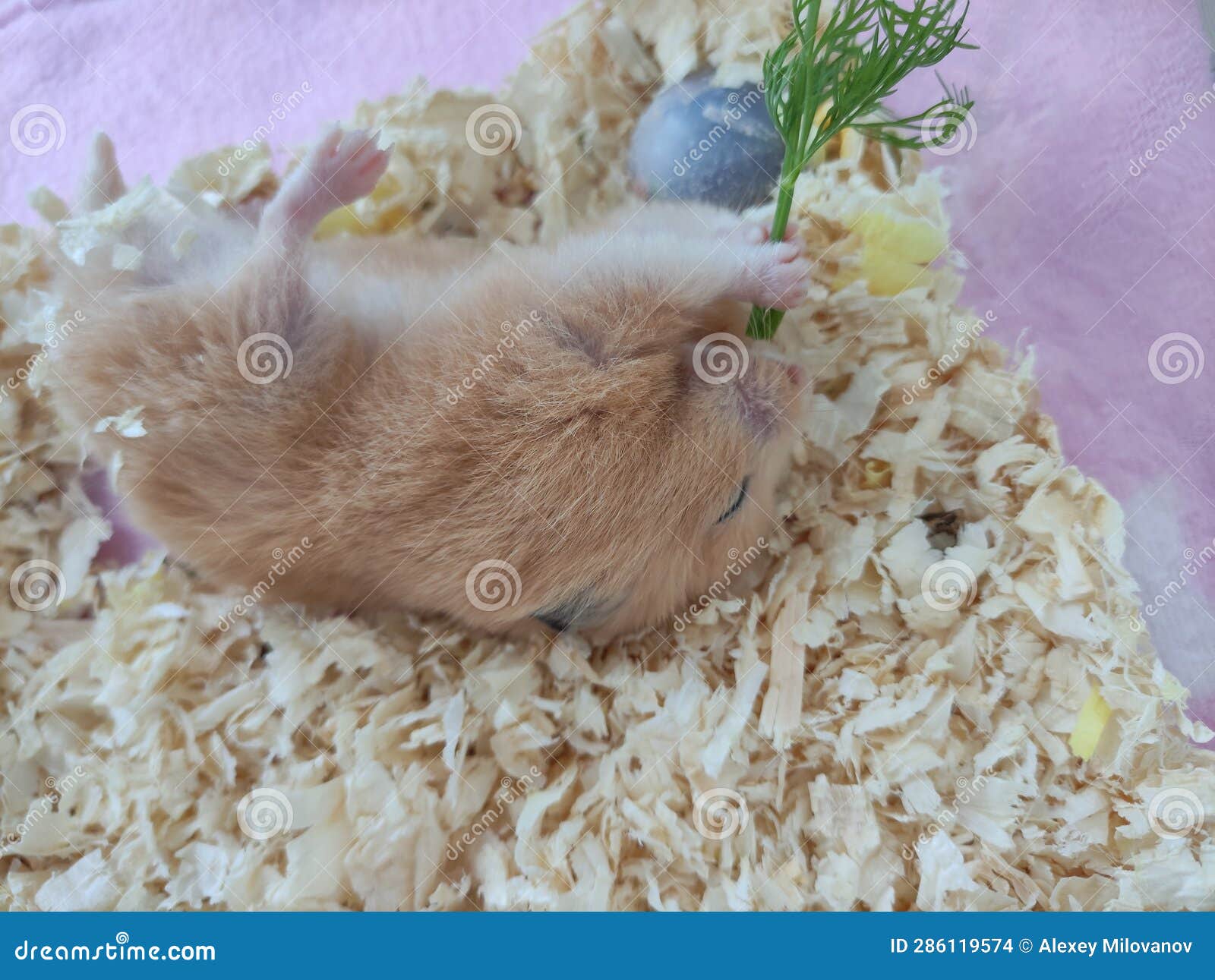 Syrian Hamster Eats Dill and Lies on Its Back Stock Photo - Image of ...