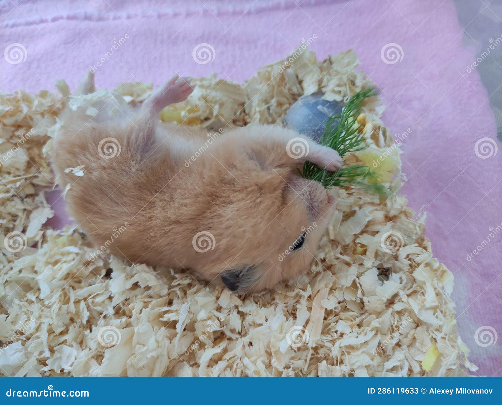 Syrian Hamster Eats Dill and Lies on Its Back Stock Image - Image of ...