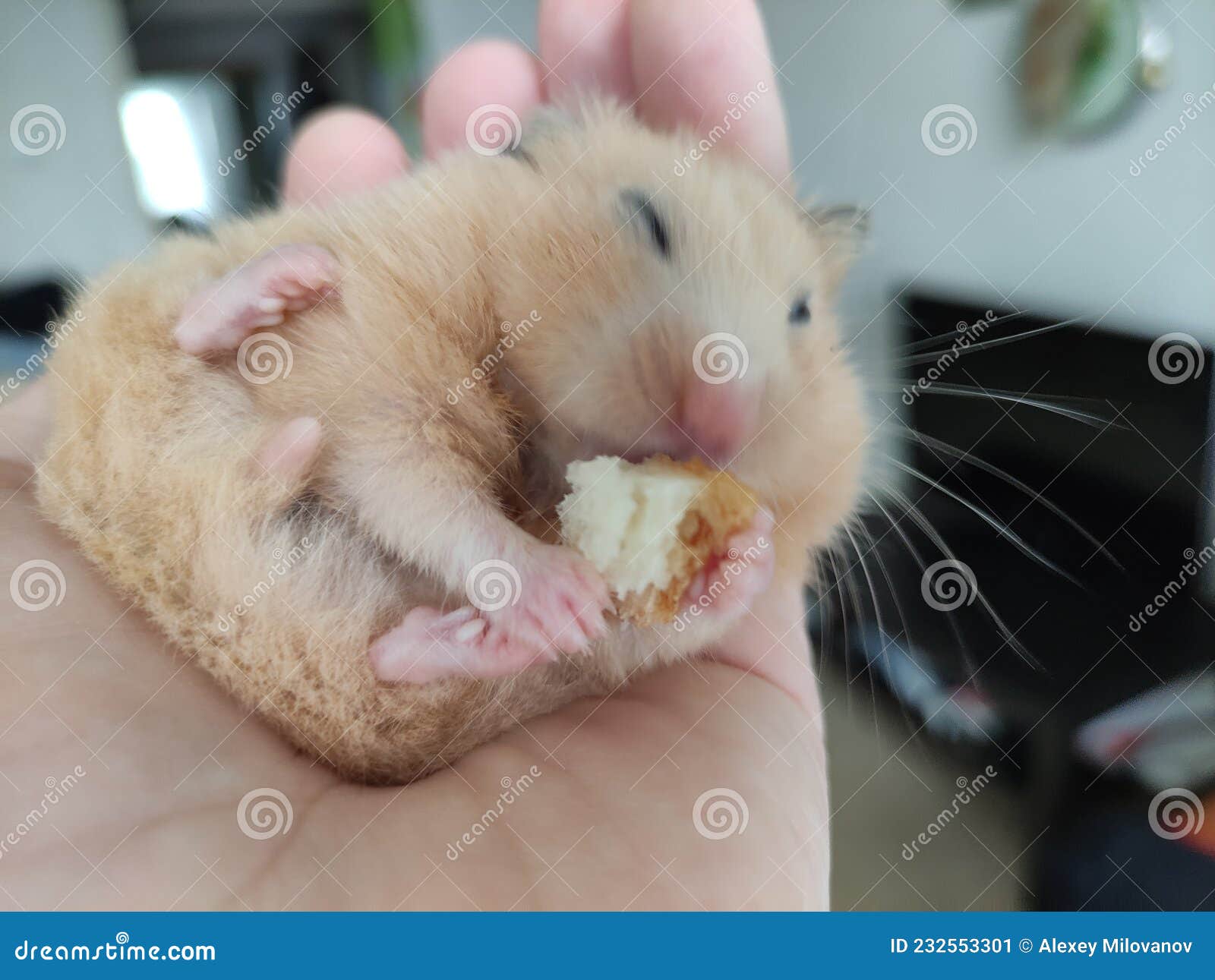 Syrian Hamster Eats in the Hand of the Owner Stock Image - Image of ...