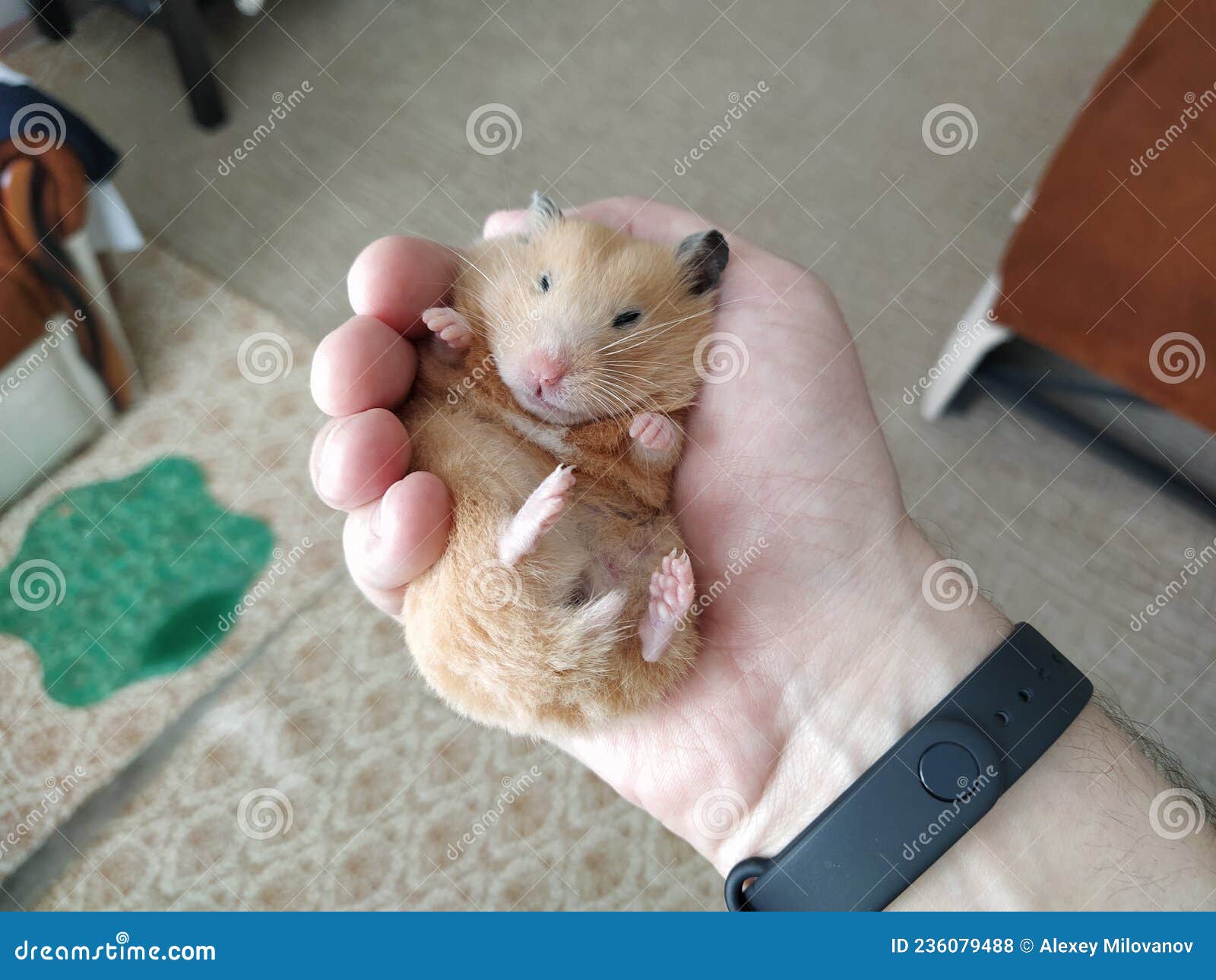 Syrian Hamster in Hand of the Owner Stock Photo - Image of mammal, life ...