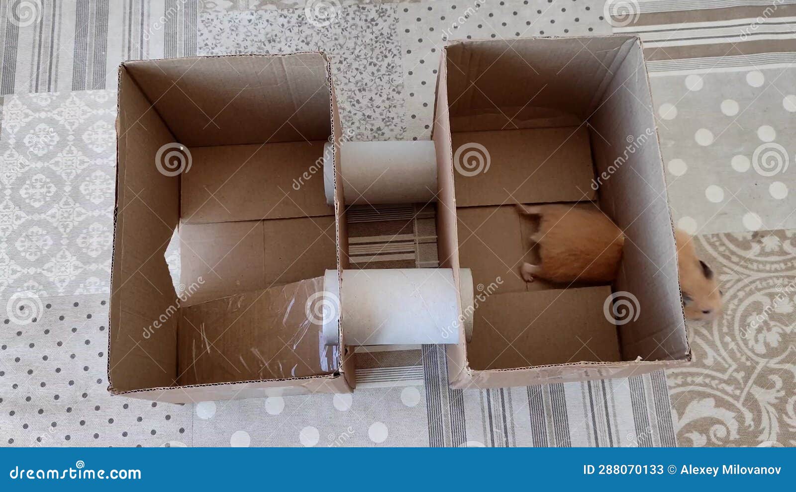 Syrian Hamster in a Homemade Cardboard Box Stock Video - Video of hair ...