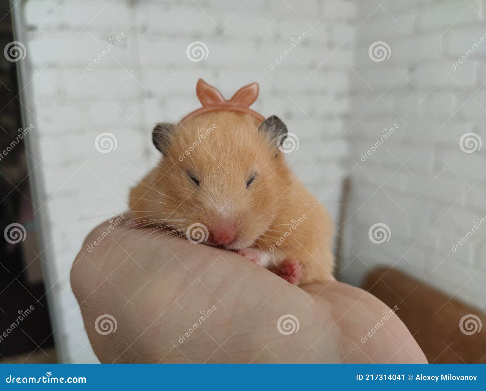 Syrian Hamster with a Knot-bow in Hand of the Owner Stock Image - Image ...