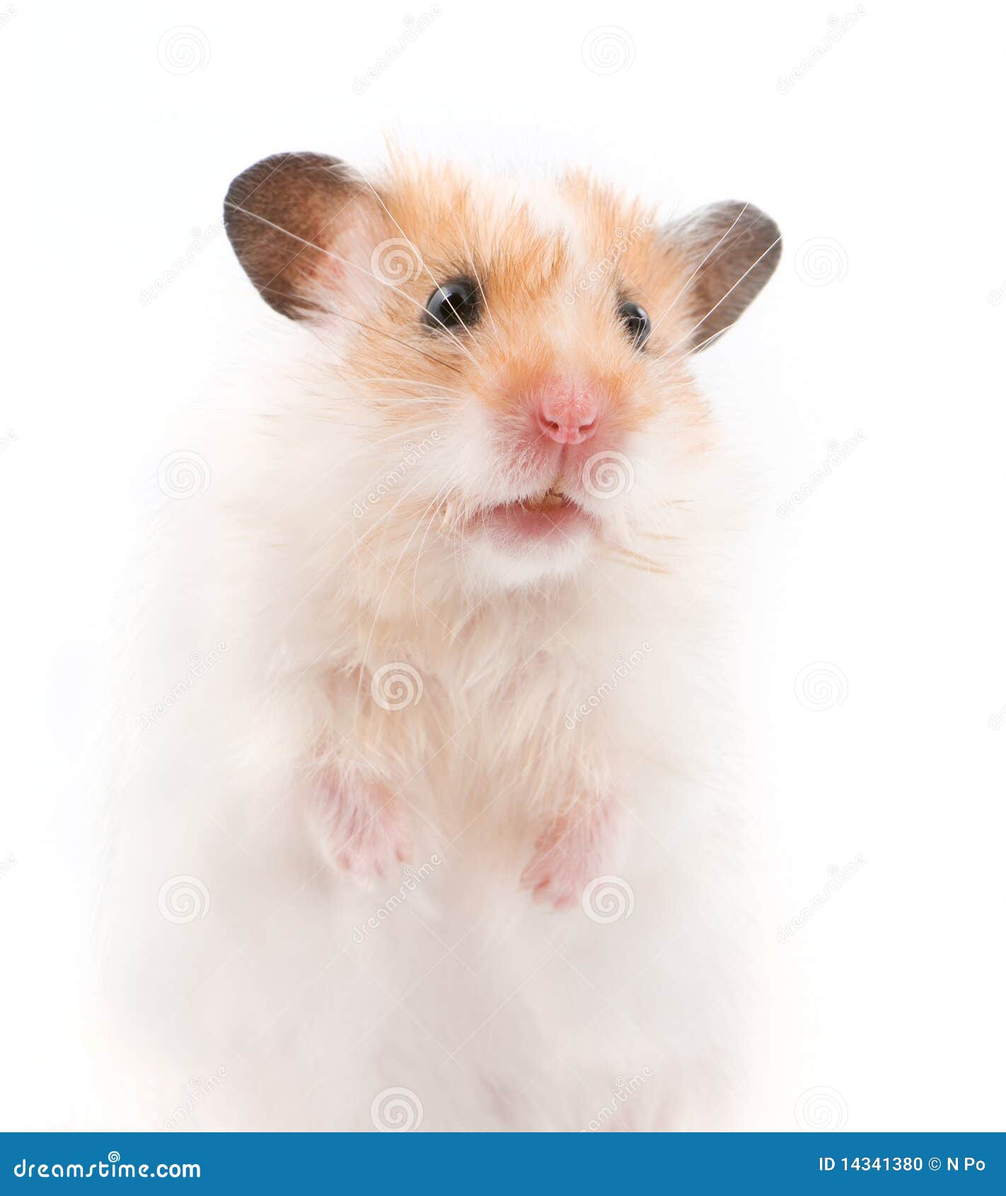 Syrian Hamster Portrait Close-up Stock Photo - Image of closeup ...