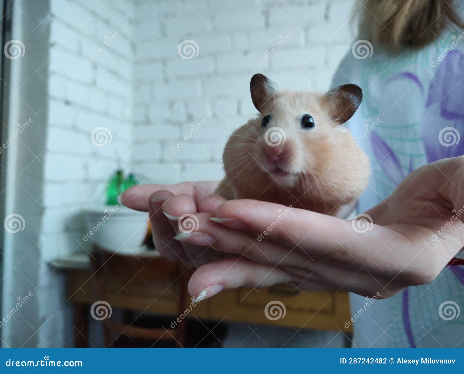 Syrian Hamster Sits in Female Hands Stock Photo - Image of face, hold ...