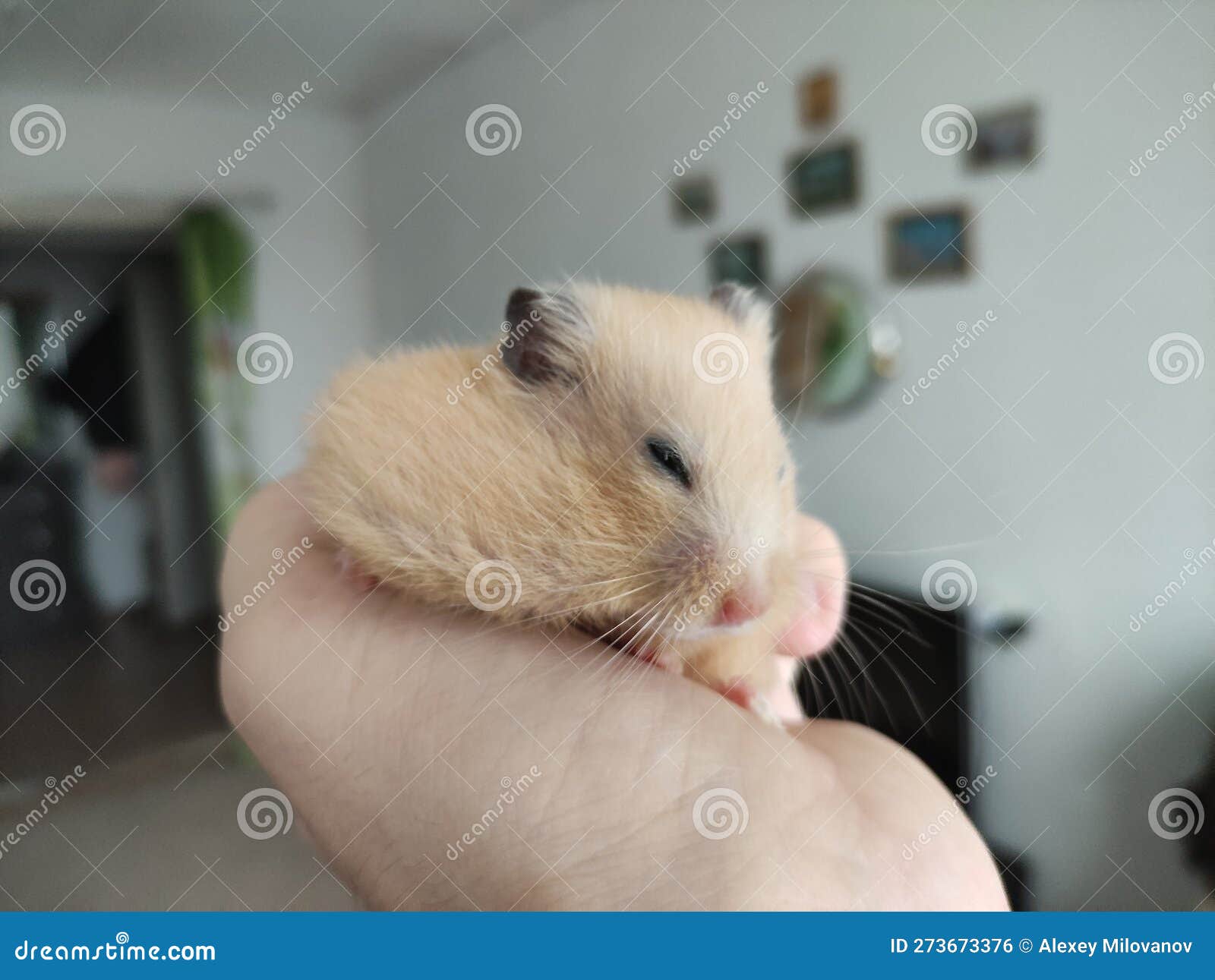 Syrian Hamster in Sitting in a Hand Stock Photo - Image of person, hair ...