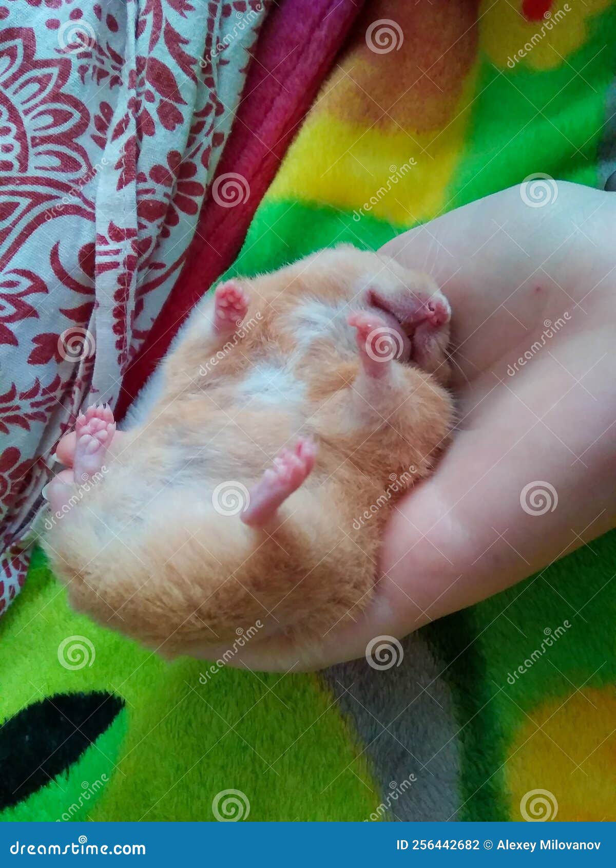 Syrian Hamster Sleep in the Hand Stock Photo - Image of life, domestic ...