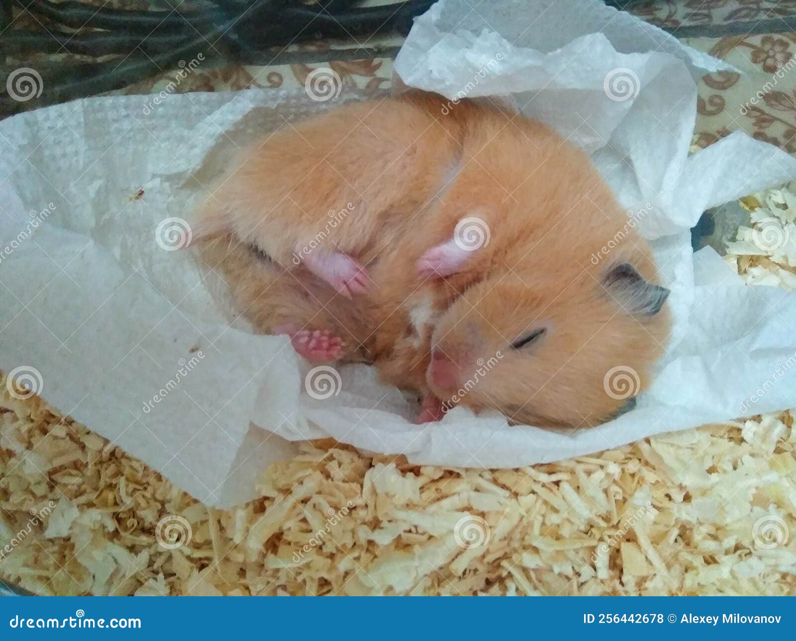 Syrian Hamster Sleep on the Naplin Stock Photo - Image of massage ...