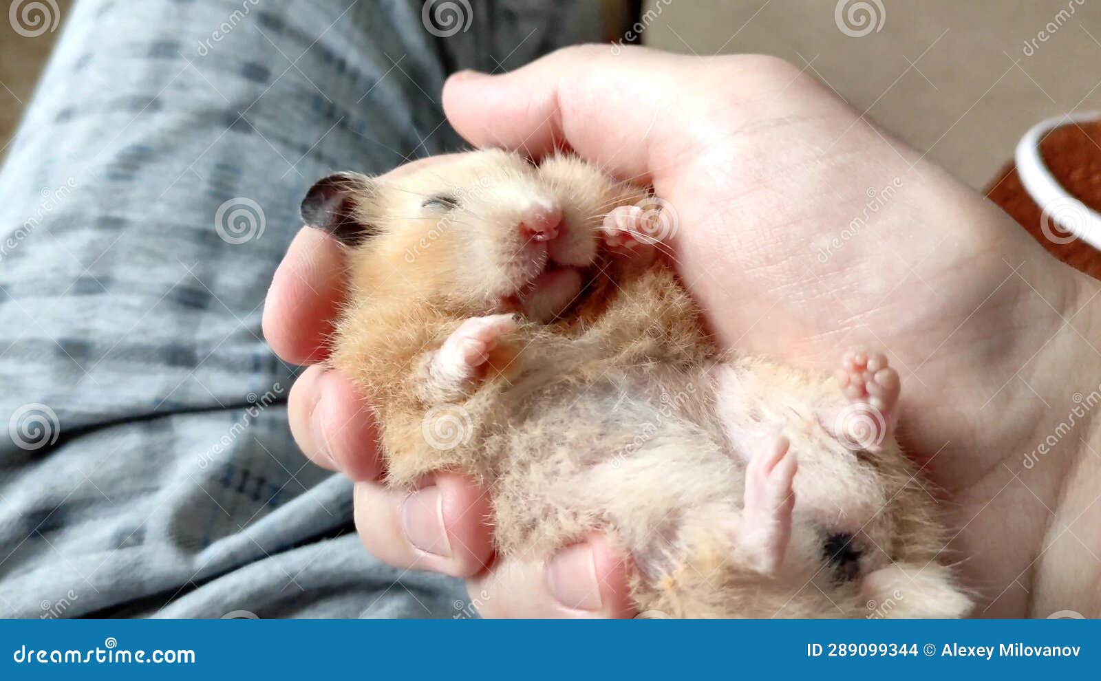 Syrian Hamster Sleeps Peacefully in the Hand of the Owner Stock Footage ...