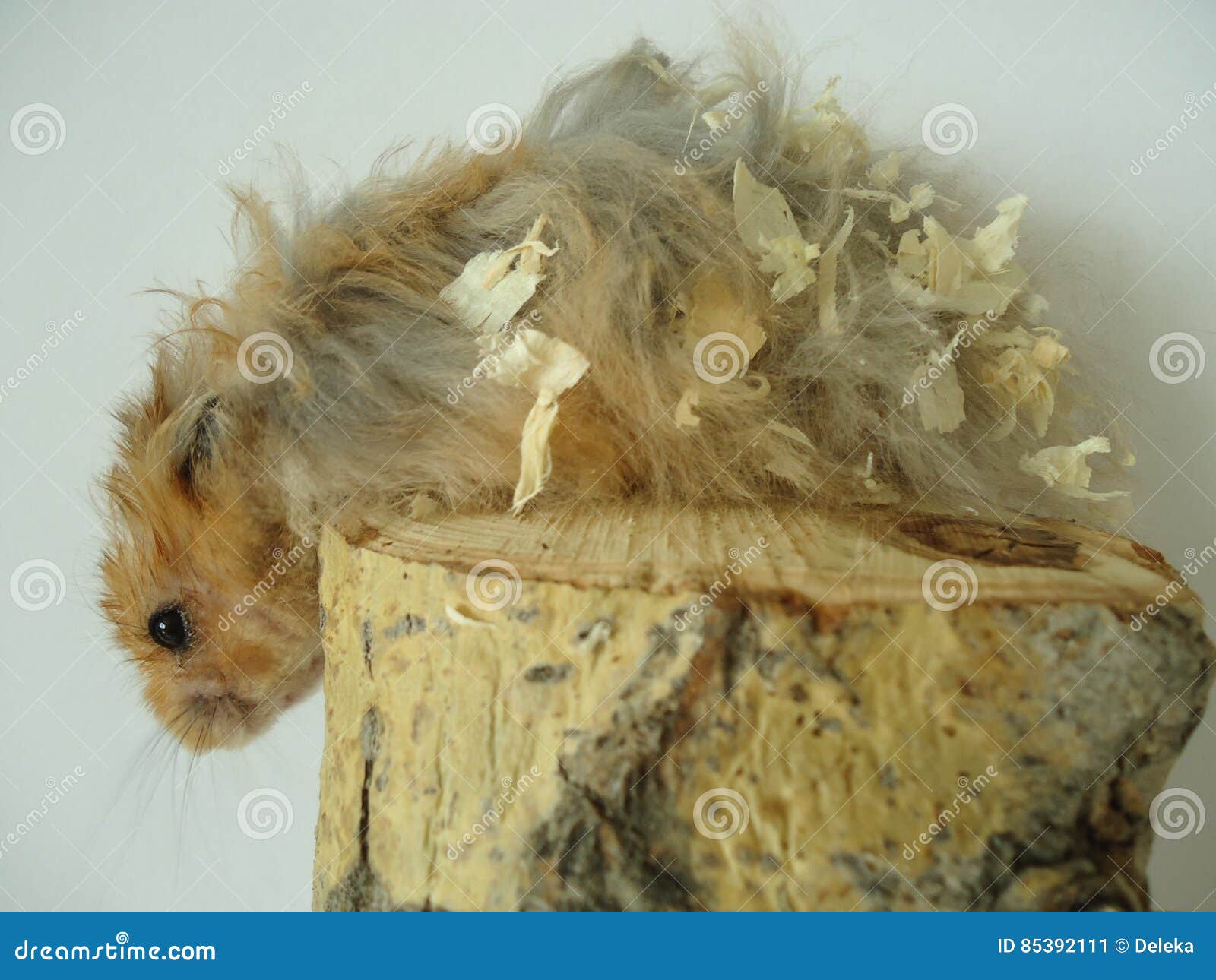 Syrian hamster. stock image. Image of small, animal, syria - 85392111