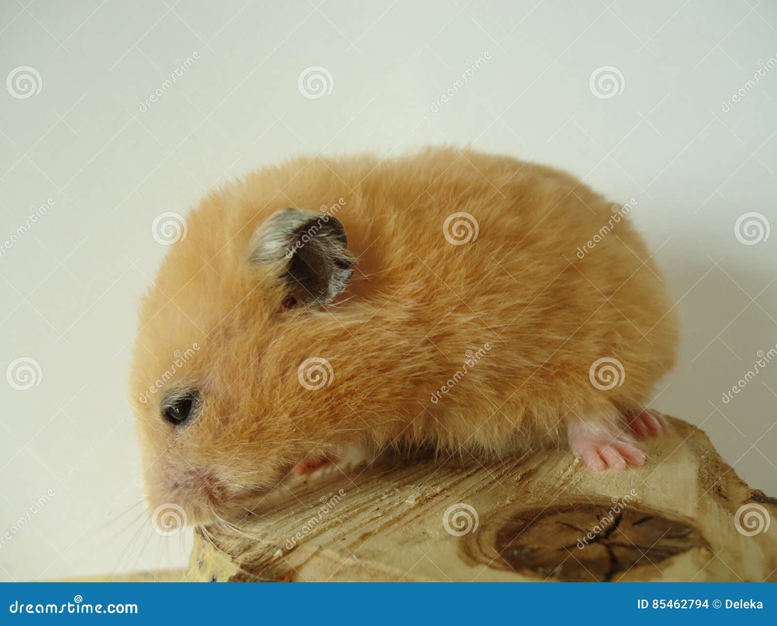 Syrian hamster. stock photo. Image of small, animal, syria - 85462794