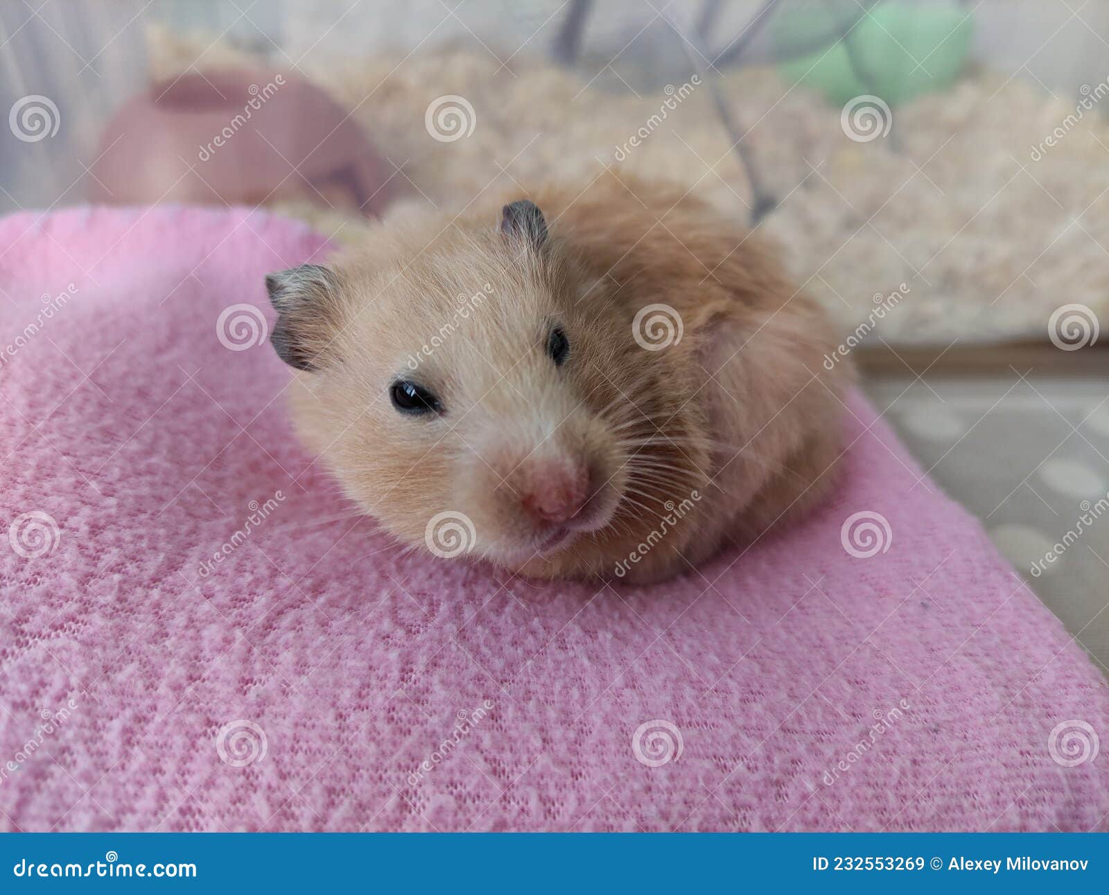 Syrian Hamster Wakes Up and Gets a Little Scared Stock Image - Image of ...
