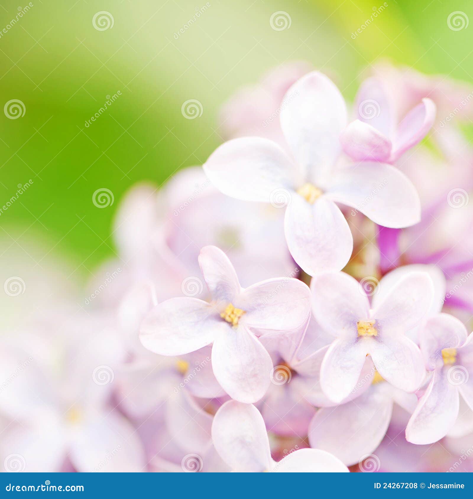 Syringa flower stock photo. Image of green, background - 24267208
