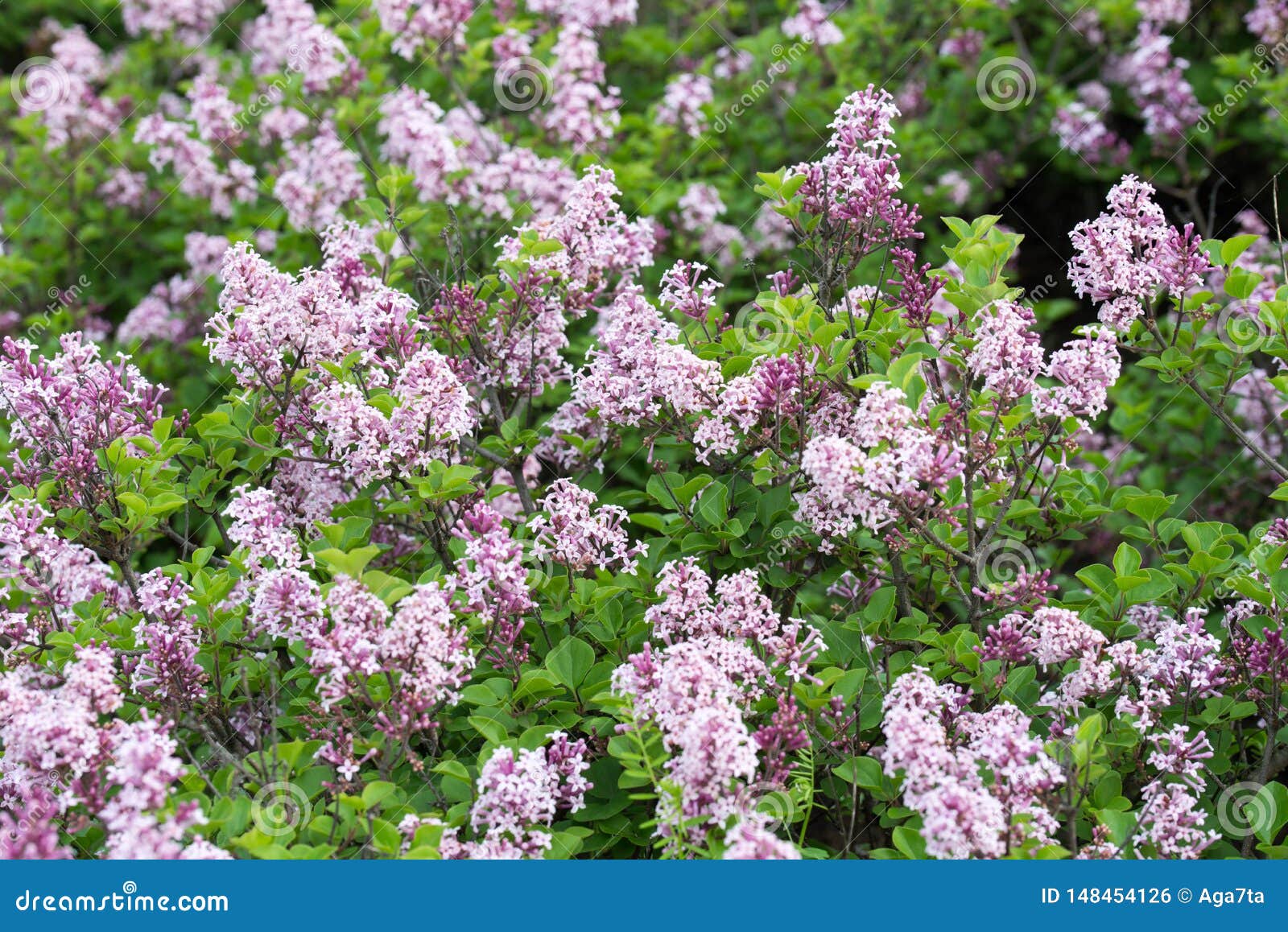 Syringa Josikaea, Hungarian Lilac Selective Focus Stock Photo - Image ...