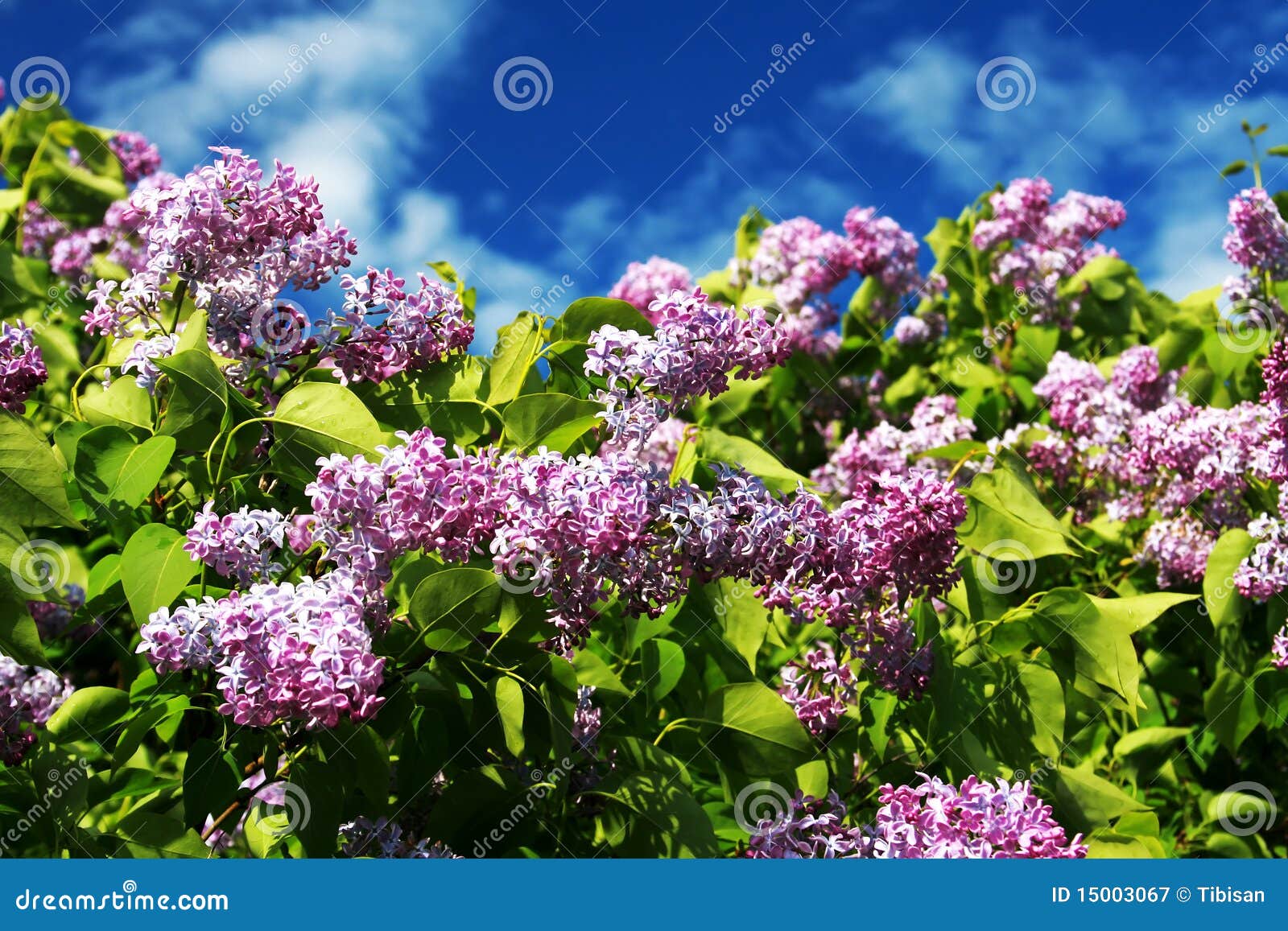 Syringa (Lilac) Sp. Flowers Stock Image - Image of leaf, nature: 15003067