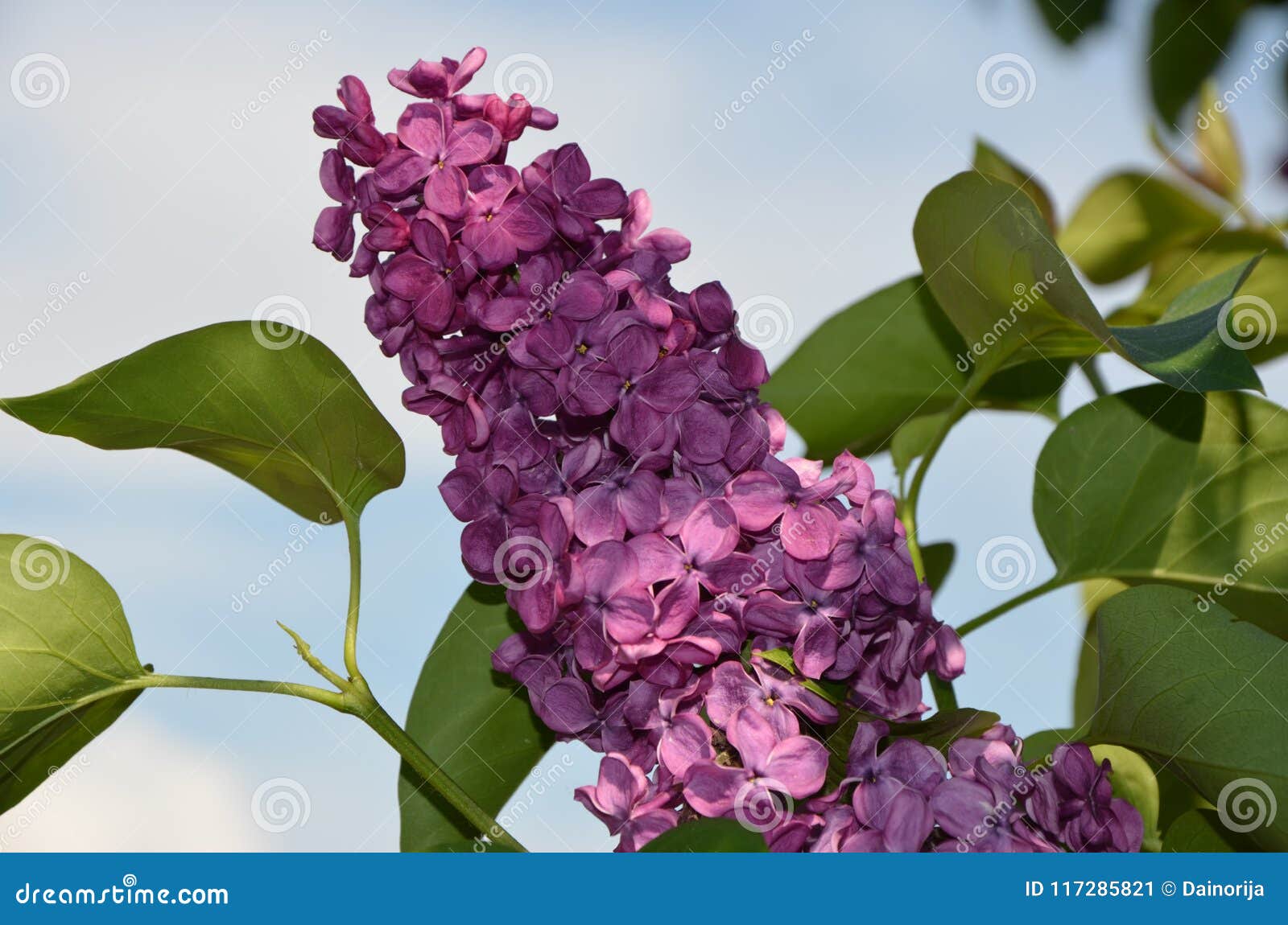 Syringa Lilas Pourpre Vulgaris Image stock - Image du blanc, beauté: 117285821