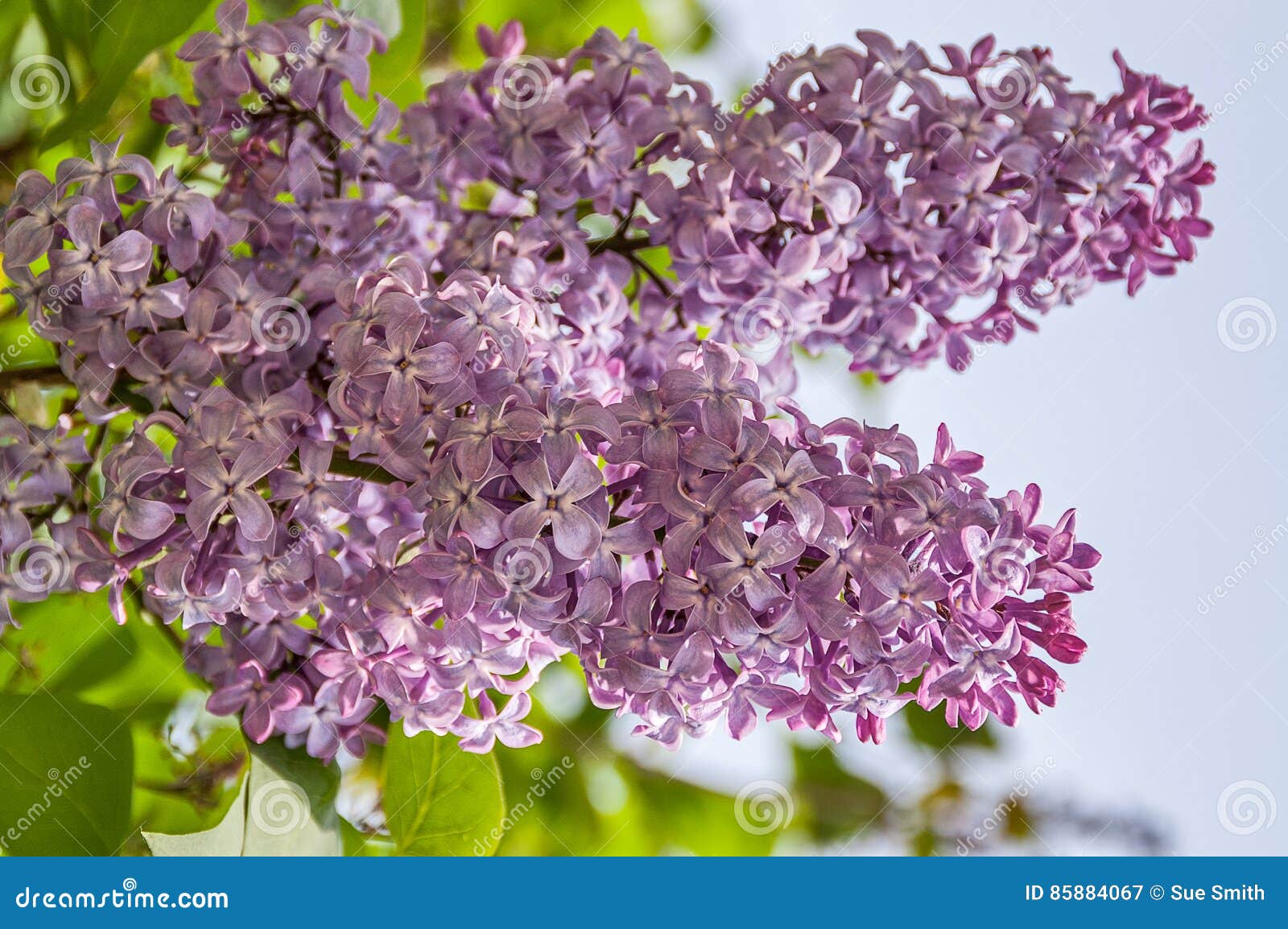 Syringa Lilas Pourpre Vulgaris Image stock - Image du pourpré, ressort: 85884067