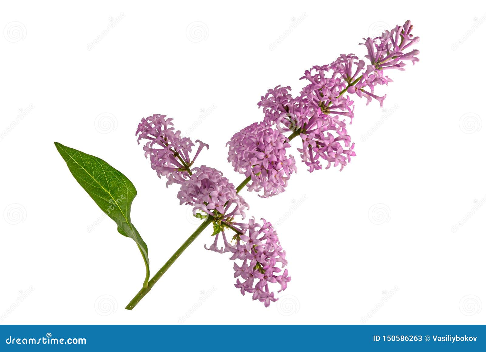 Syringa Reflexa Photos - Free & Royalty-Free Stock Photos from Dreamstime
