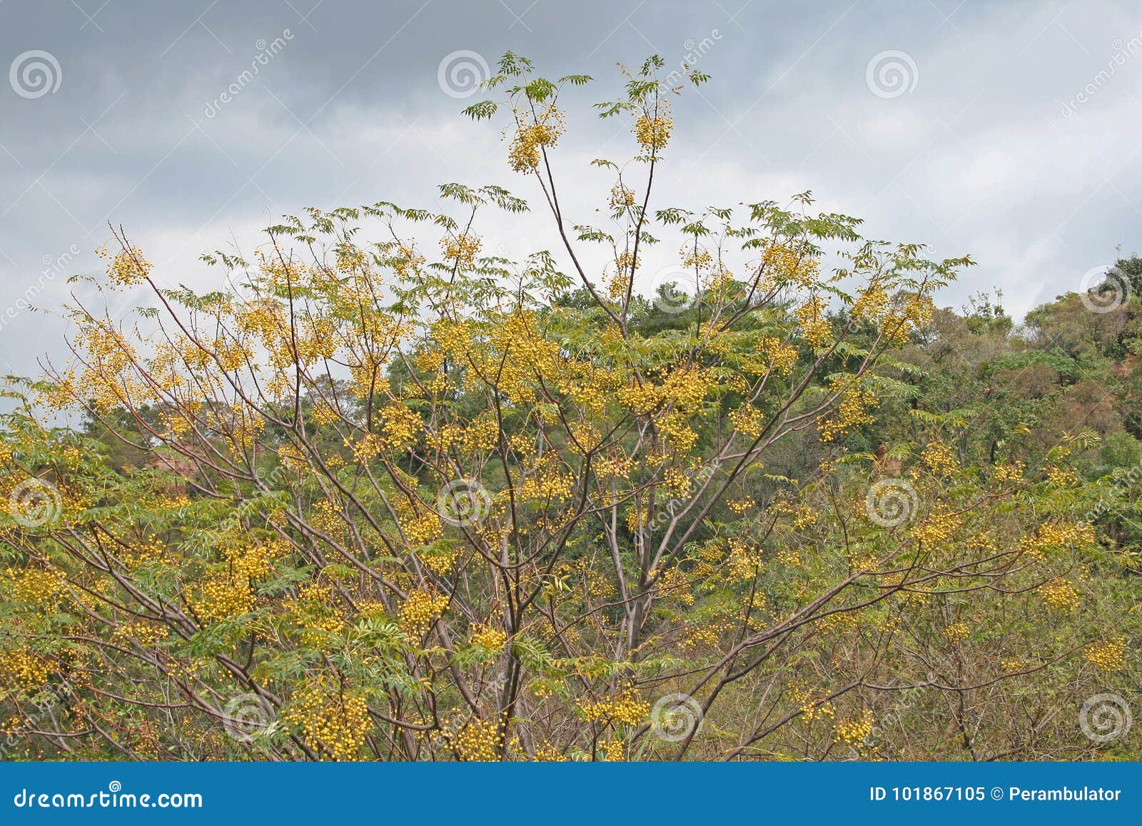 SYRINGA TREE in FULL SEED stock image. Image of foliage - 101867105