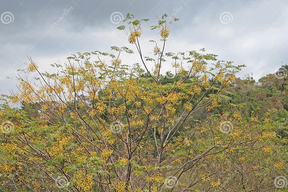 SYRINGA TREE in FULL SEED stock image. Image of foliage - 101867105