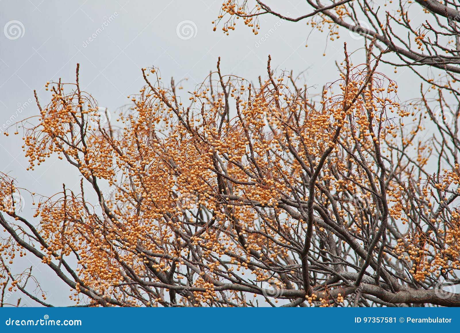 SYRINGA TREE SEED BERRIES stock image. Image of daytime - 97357581