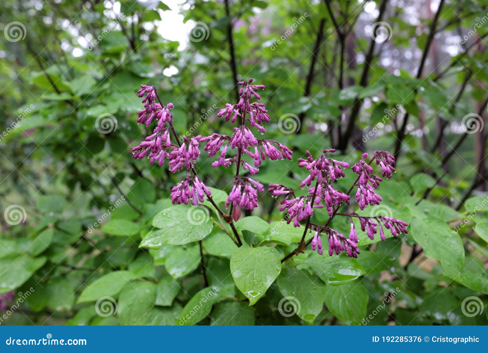 Syringa wolfii stock photo. Image of fresh, flowers - 192285376