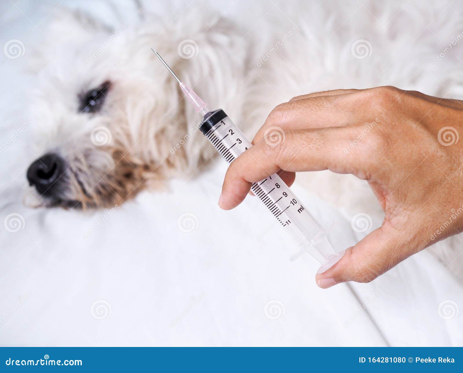 Syringe Needle Hypodermic Injection of Sick Dog Stock Photo - Image of ...