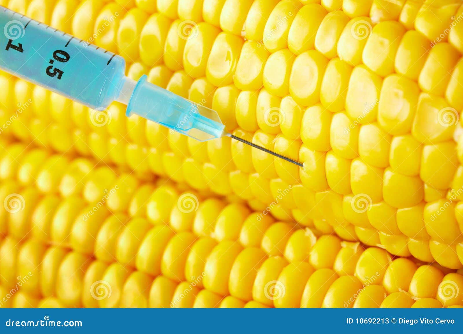 Syringe Threaded In Corn Crop Stock Photo | CartoonDealer.com #10692213