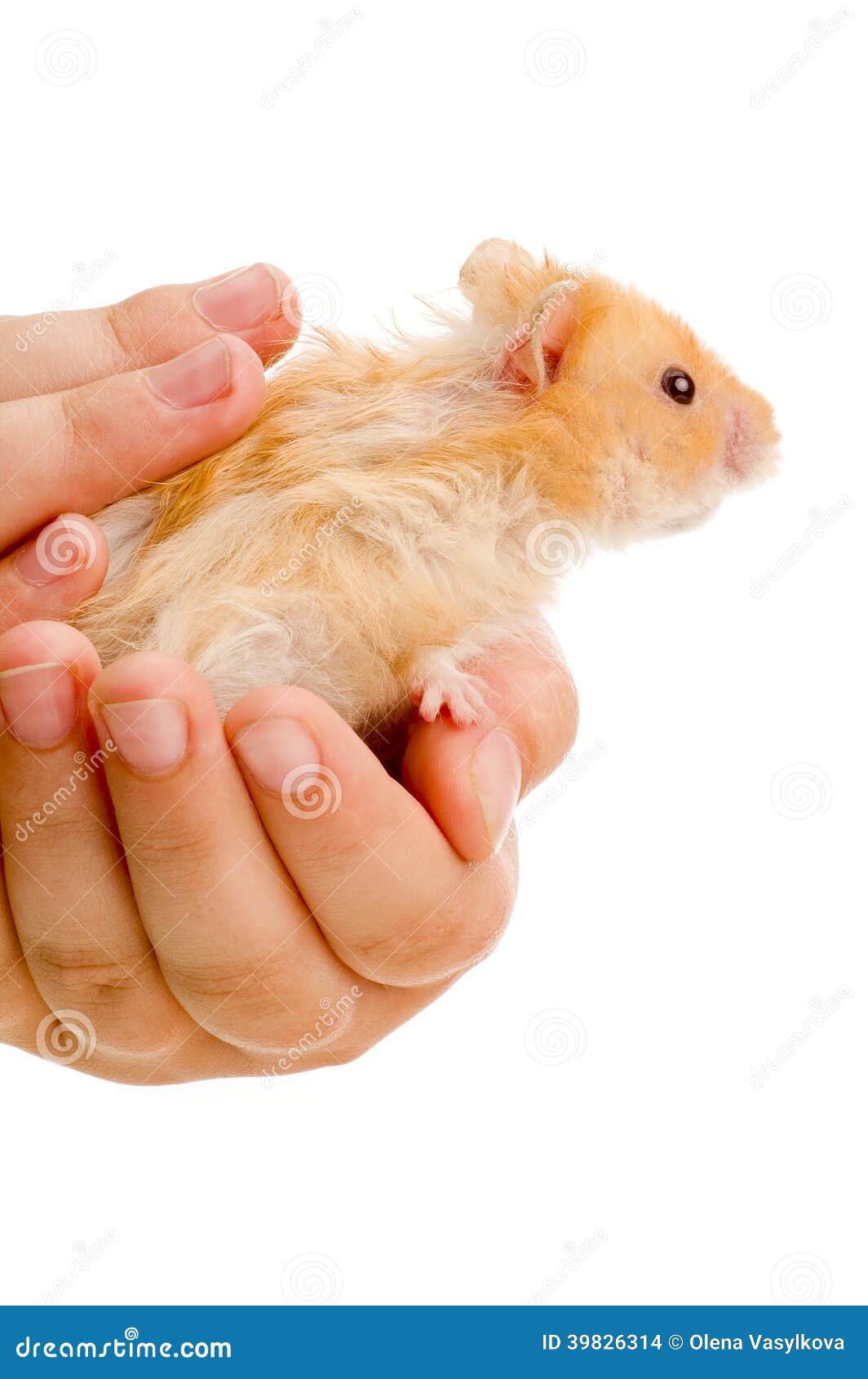 Syrische hamster stock foto. Image of meisje, pret, poot - 39826314