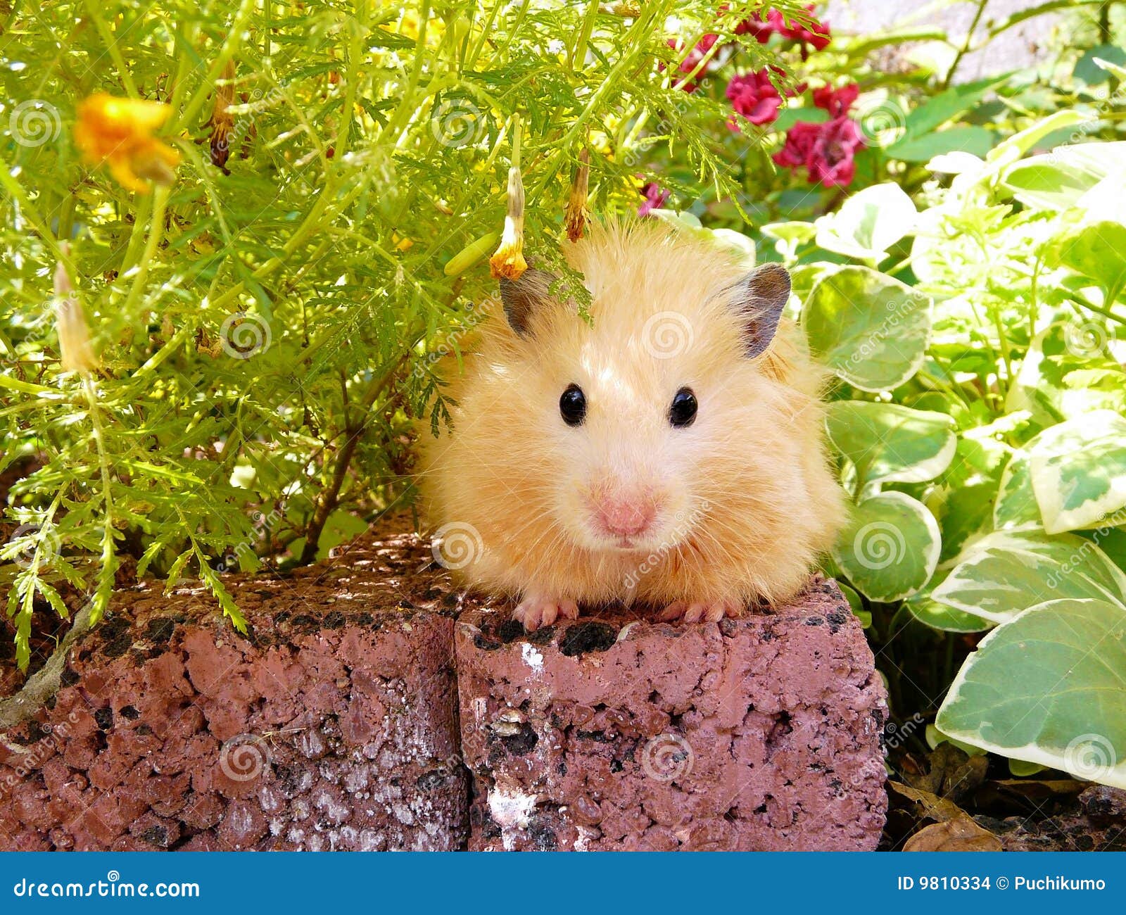 Syrische Hamster in De Lentetuin Onder Bloemen Stock Foto - Image of ...