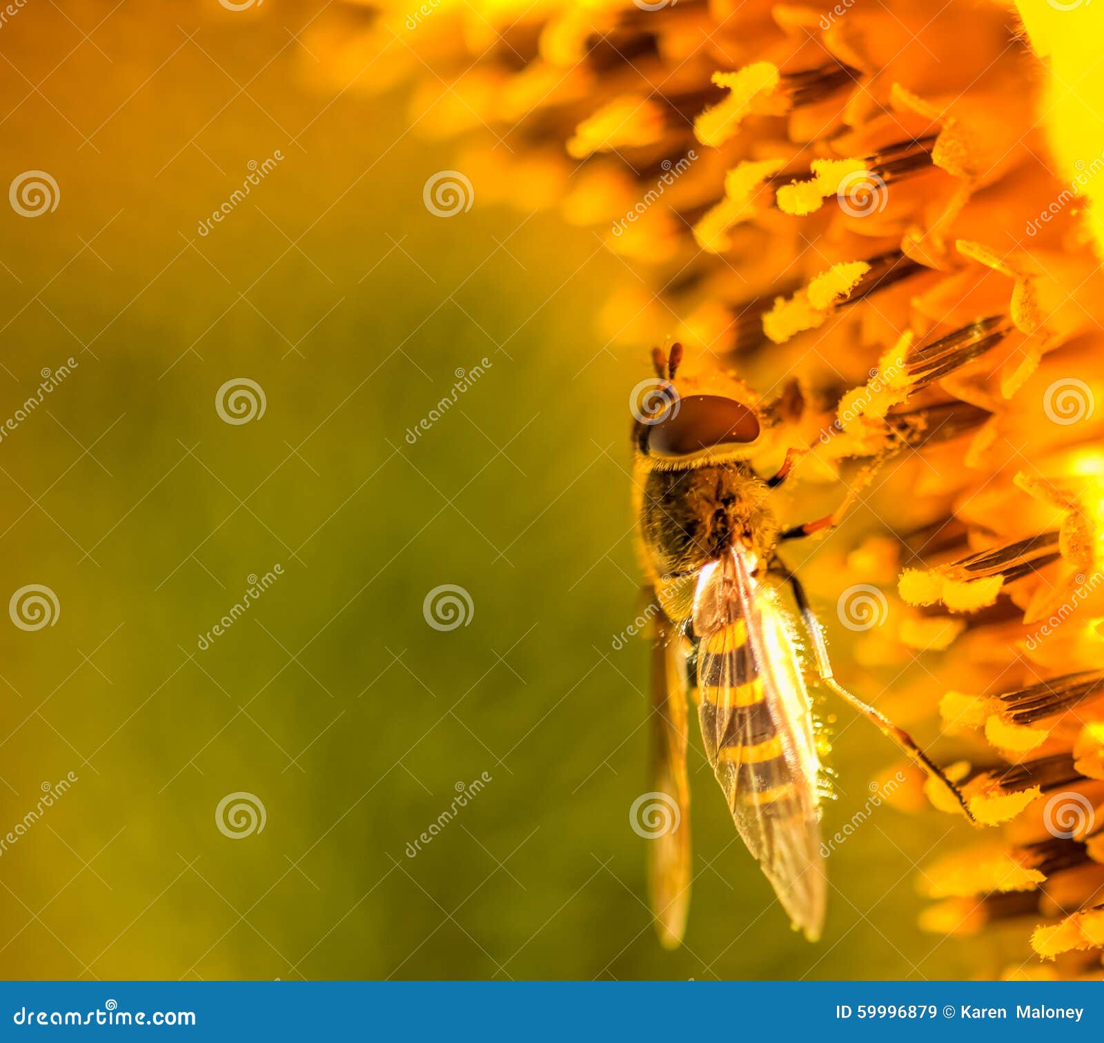 Syrphid Fly Collecting Nectar Stock Image - Image of hoverfly, close ...