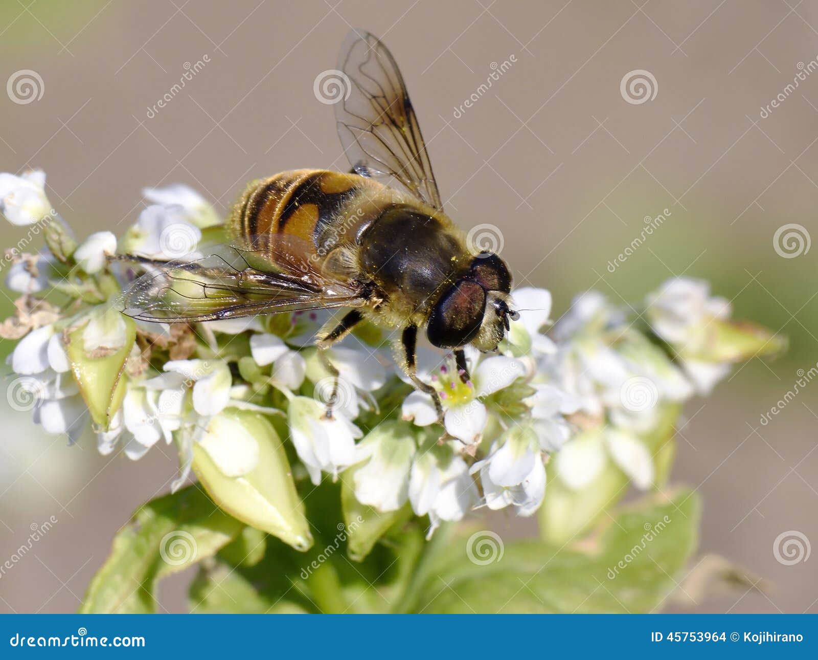 Syrphid Fly stock photo. Image of flying, people, hoverfly - 45753964