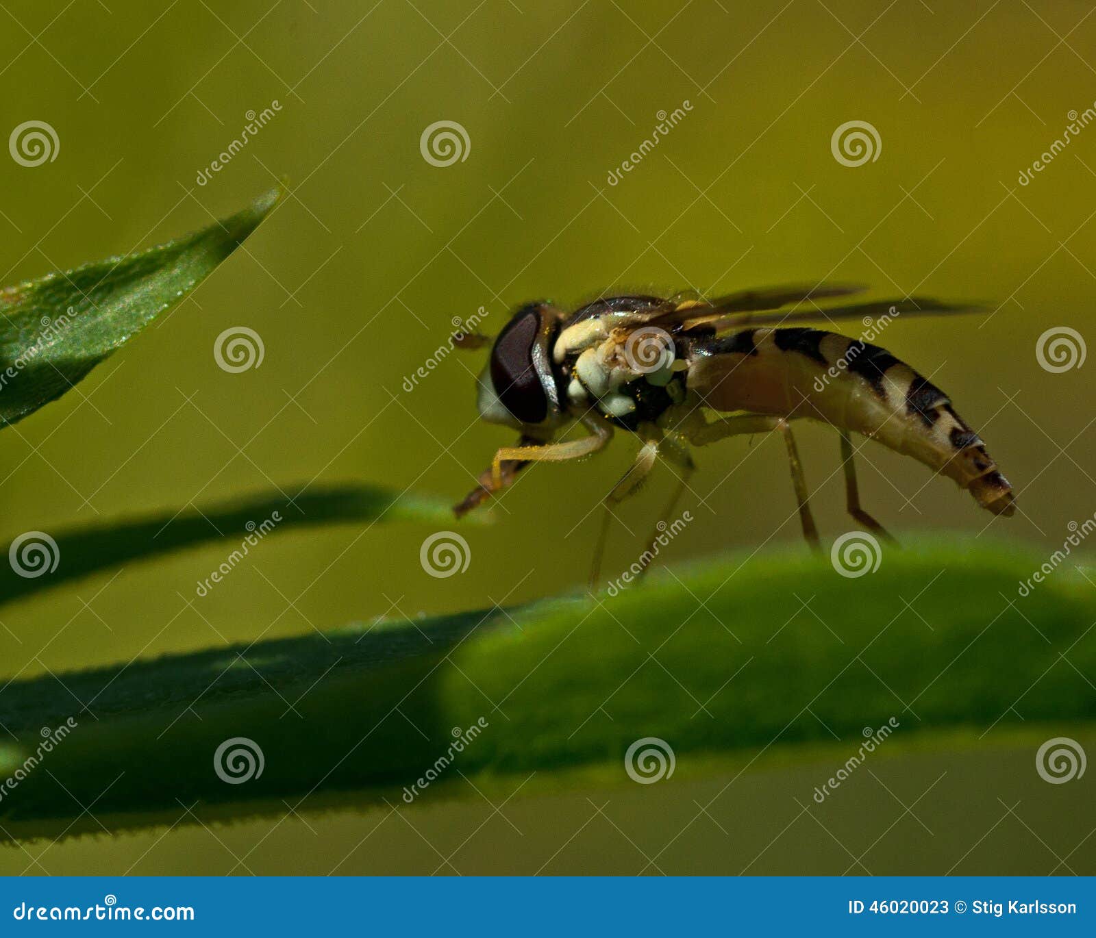 Syrphid Fly Sphaerophoria Sp Stock Image - Image of dash, field: 46020023