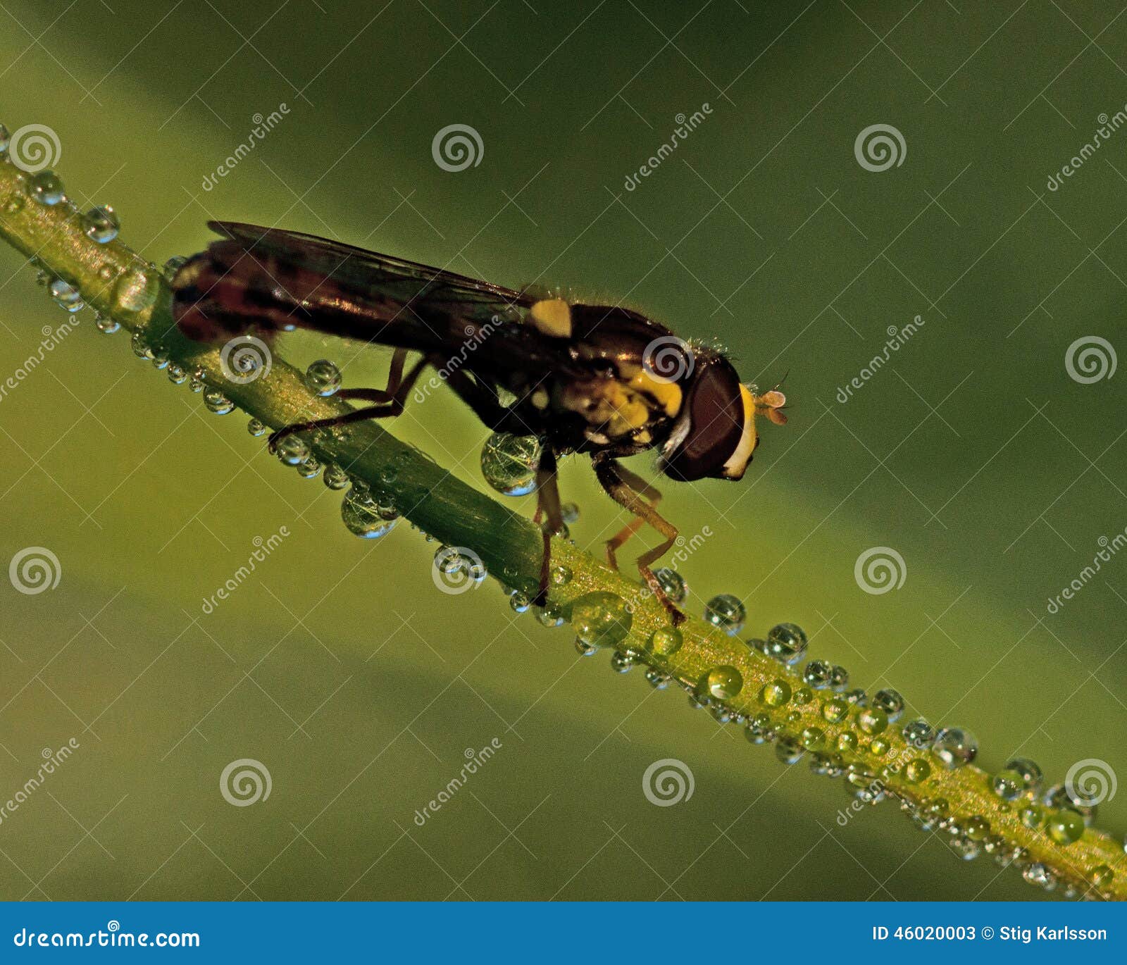 Syrphid Fly Sphaerophoria Sp Stock Image - Image of detail, irritate ...