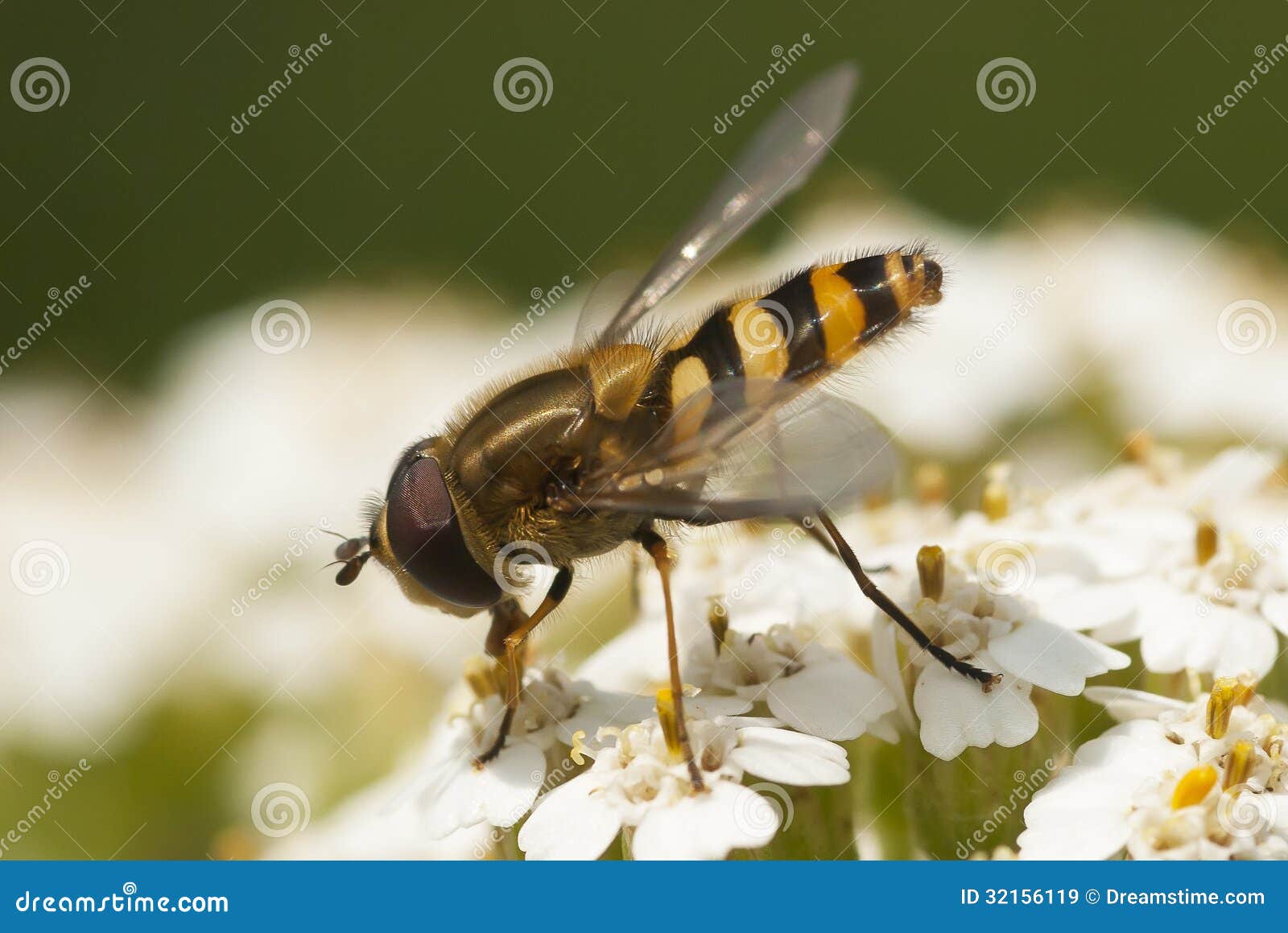 Syrphid fly stock image. Image of mimetic, flowers, syrphid - 32156119