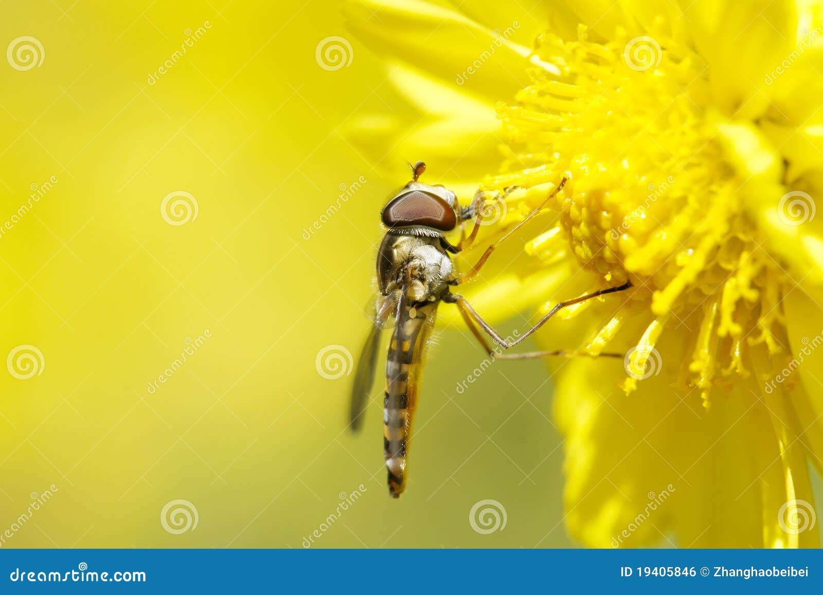 Syrphidae stock photo. Image of wild, nature, colorful - 19405846