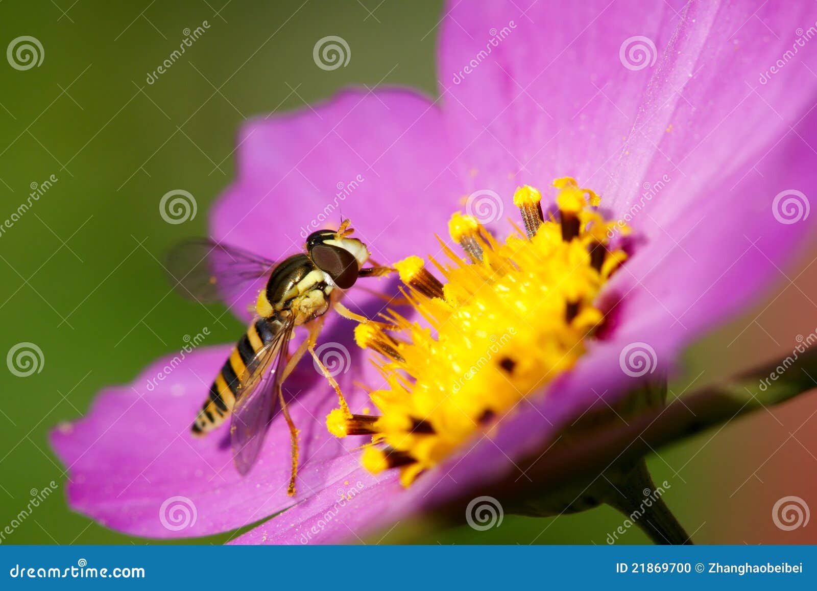 Syrphidae stock photo. Image of insect, wild, garden - 21869700