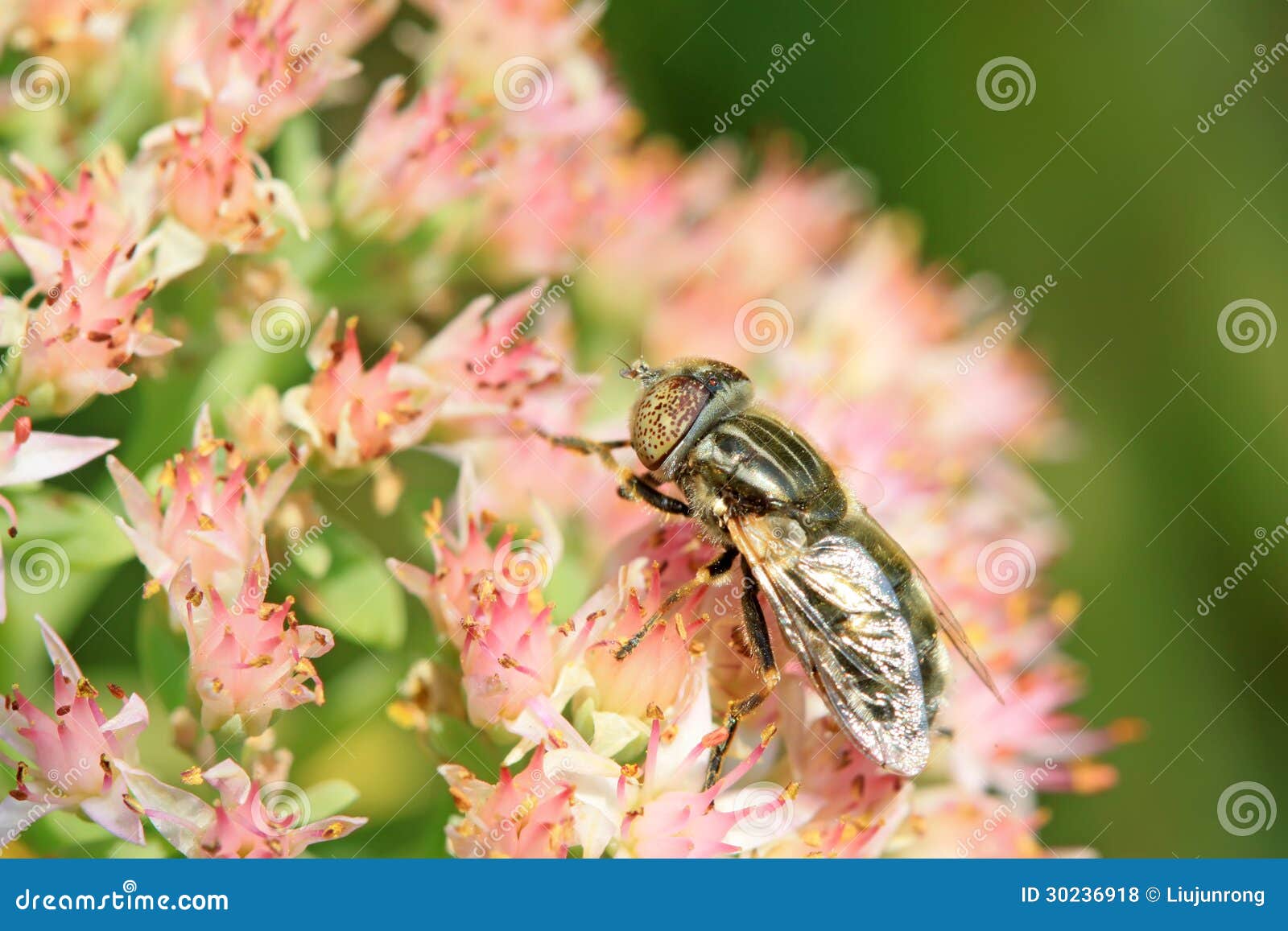 Syrphidae stock photo. Image of entomology, honey, lovely - 30236918