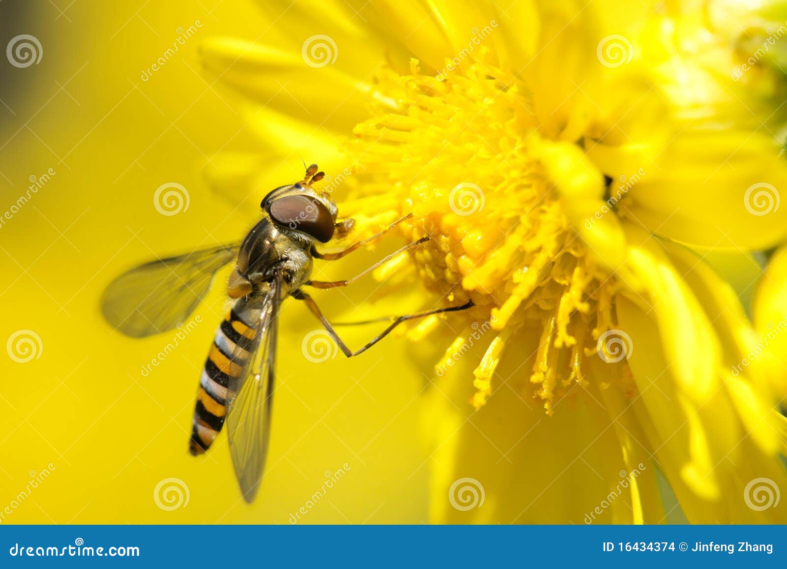 Syrphus fly stock photo. Image of heart, blossom, syrphidae - 16434374