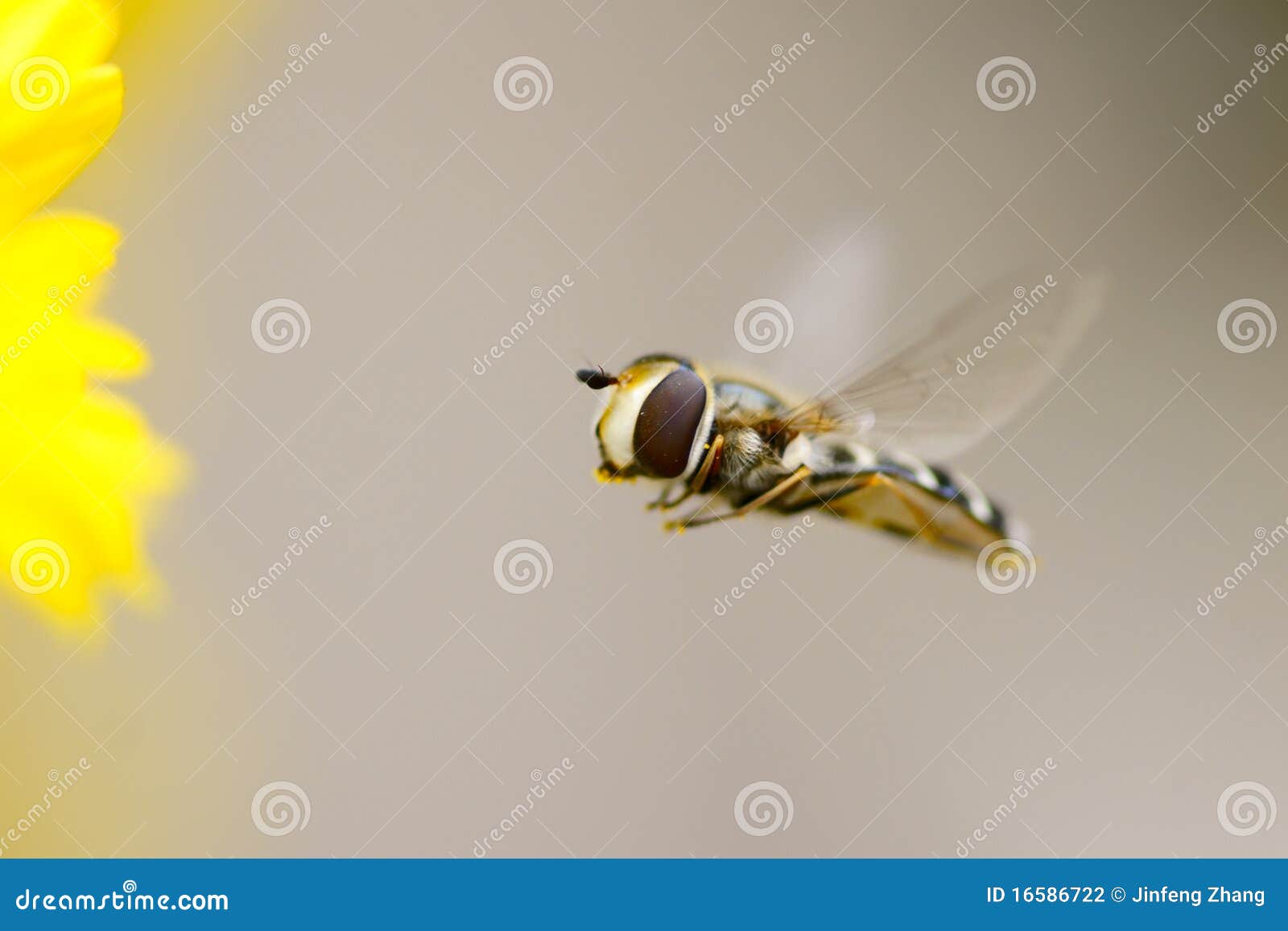 Syrphus fly stock photo. Image of wildlife, wild, macro - 16586722