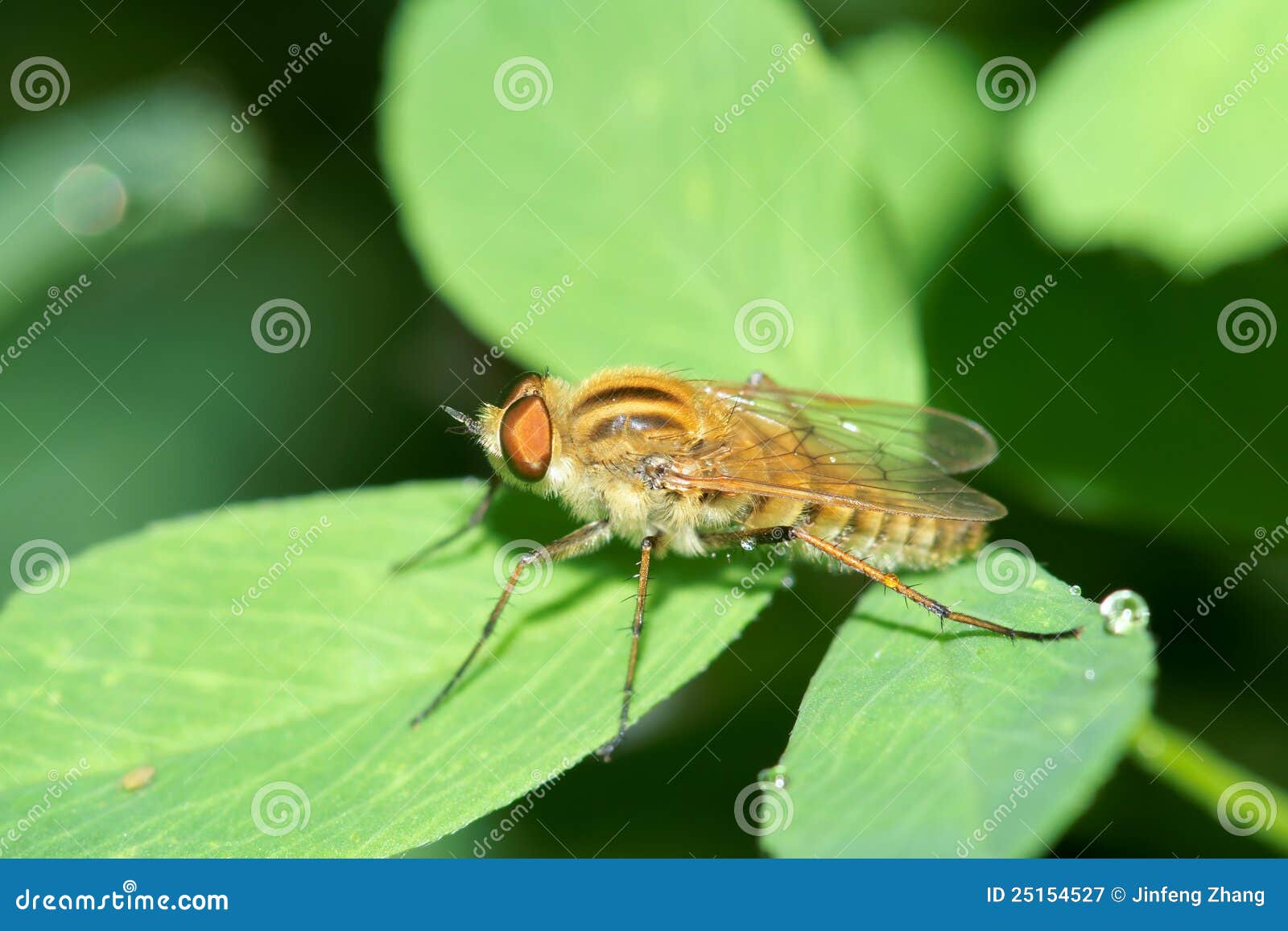 Syrphus fly stock image. Image of macro, yellow, syrphidae - 25154527