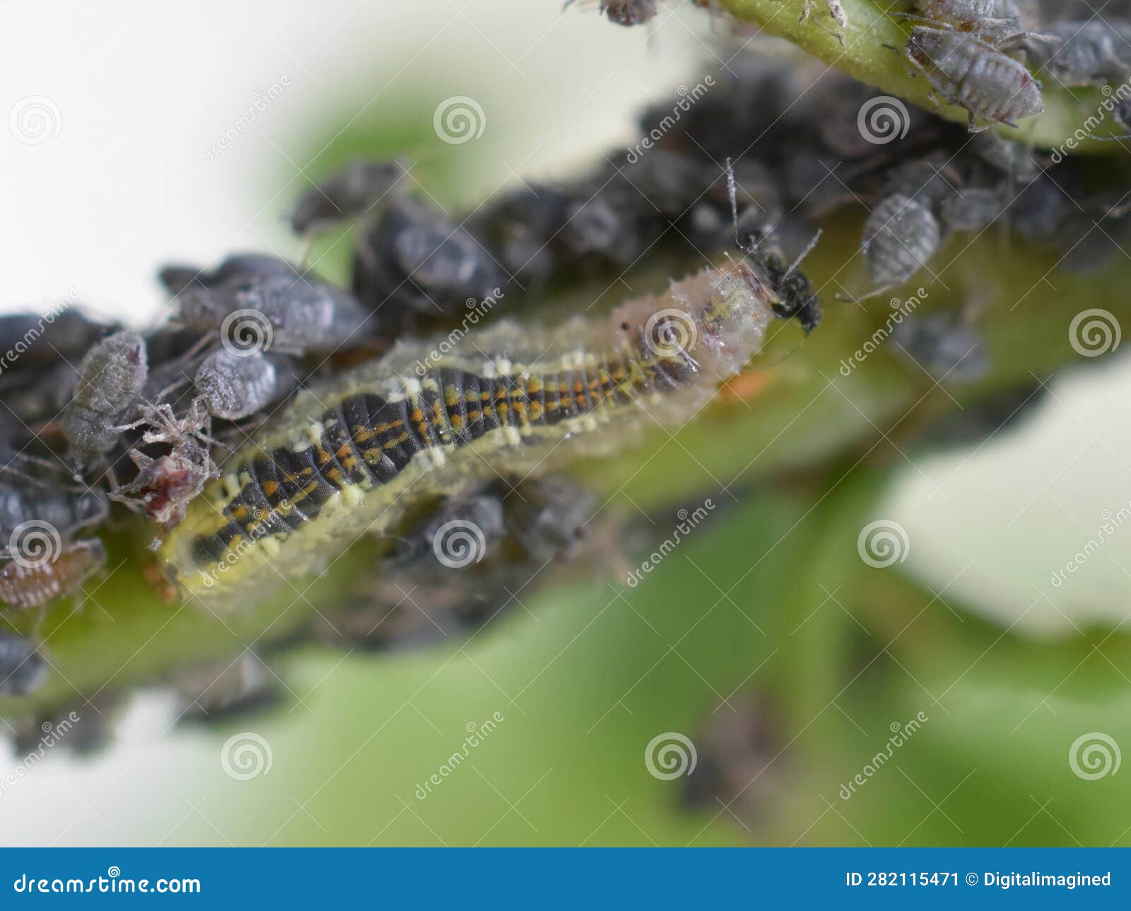 Hoverfly Larva Respiratory Processes Stock Image | CartoonDealer.com ...