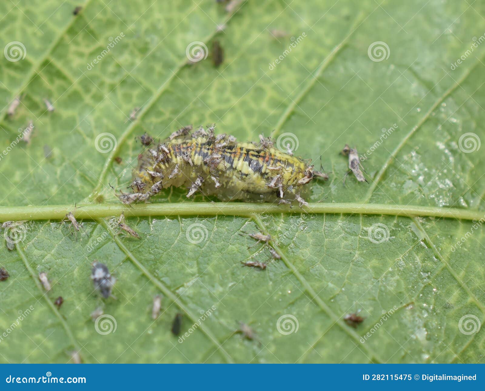 Syrphus Hoverfly Larva Eating Aphids Stock Image - Image of detail ...