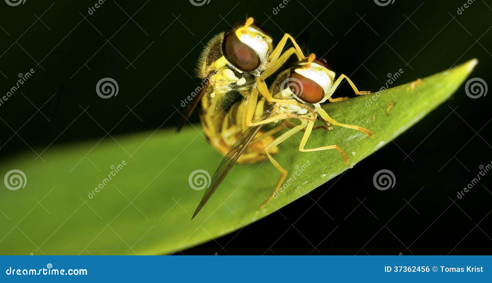 Syrphus Ribesii Hoverfly Couple Stock Photo - Image of hoverfly, macro ...