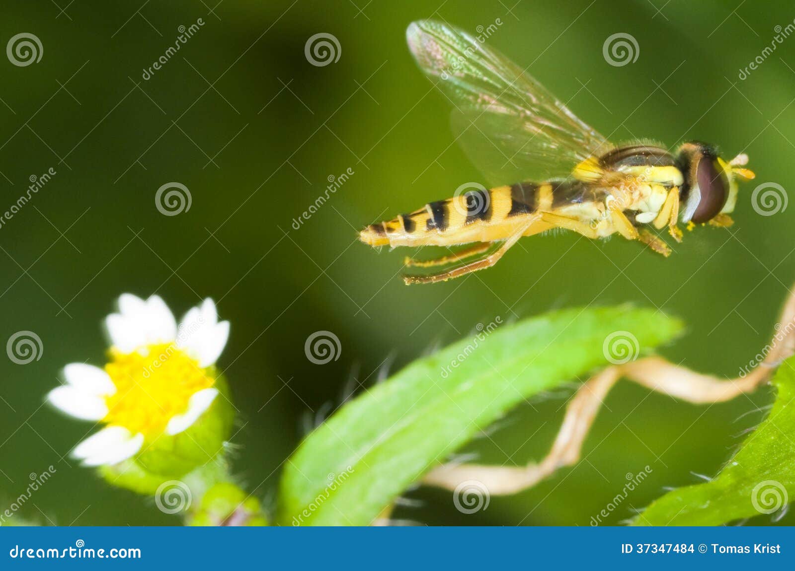 Syrphus ribesii hoverfly stock photo. Image of white - 37347484