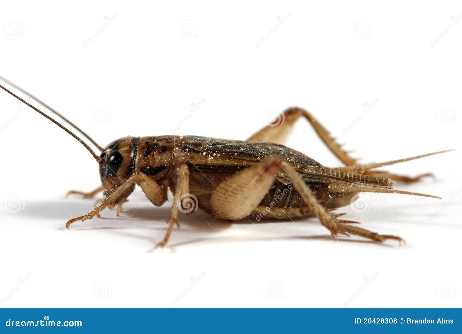 Syrsa arkivfoto. Bild av bakgrund, sida, vitt, stänga - 20428308