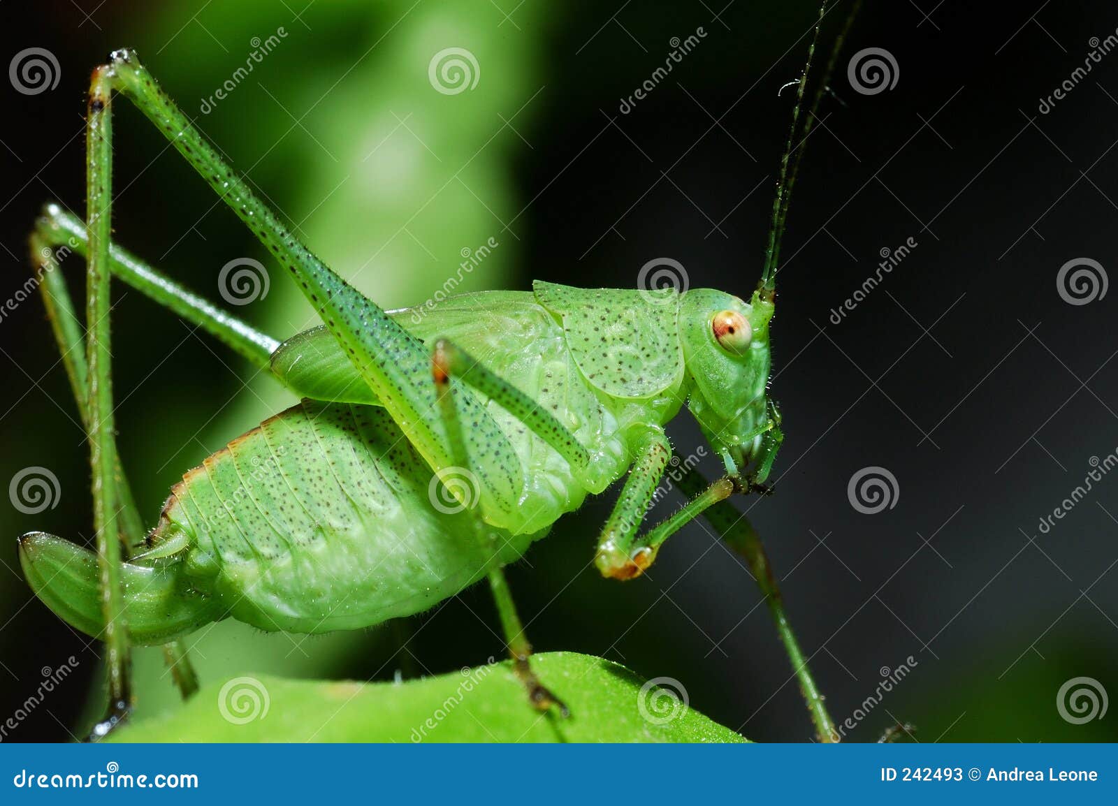 Syrsa fotografering för bildbyråer. Bild av detaljer, detalj - 242493