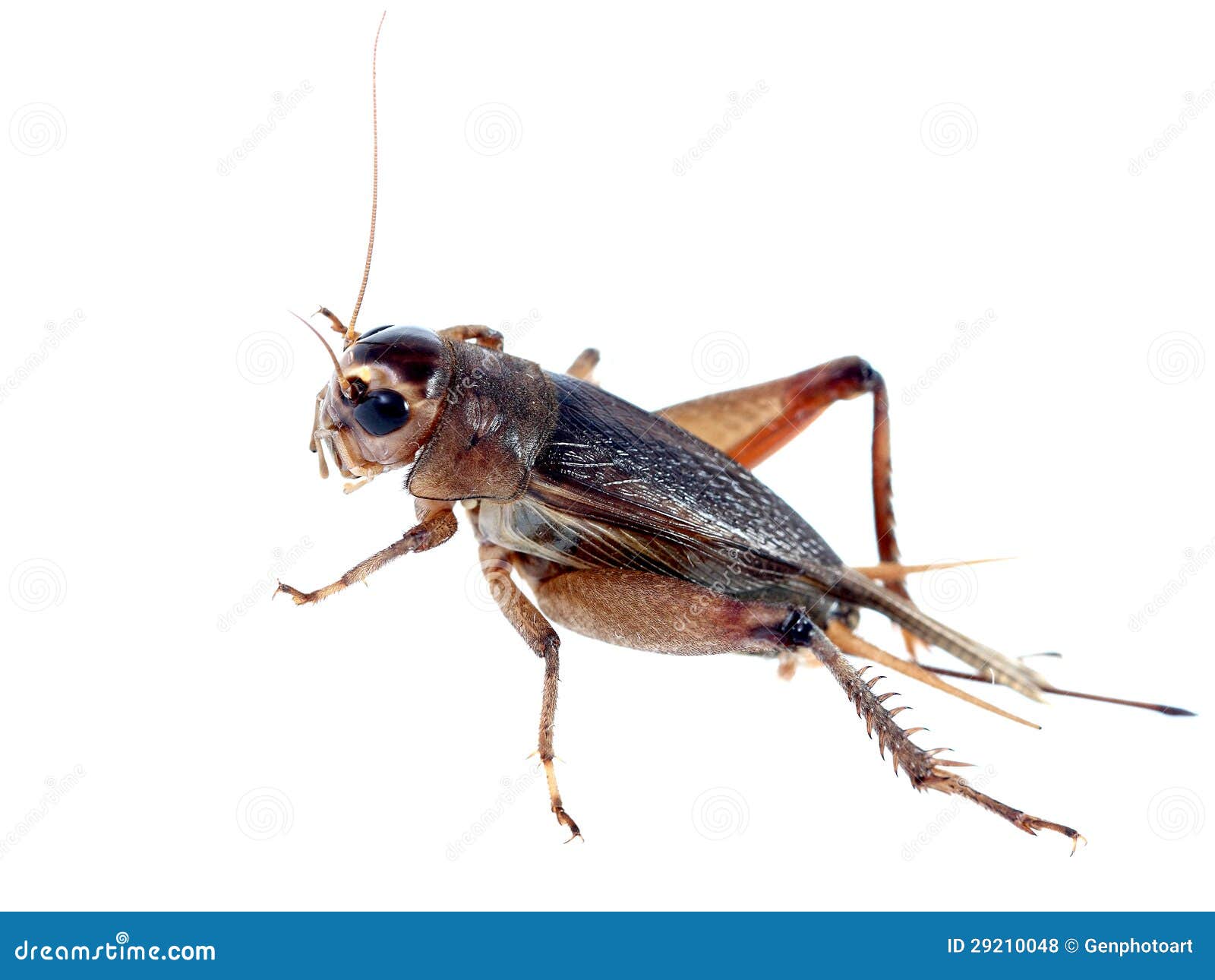 Syrsa arkivfoto. Bild av syrsa, kryp, dykning, dagjämning - 29210048